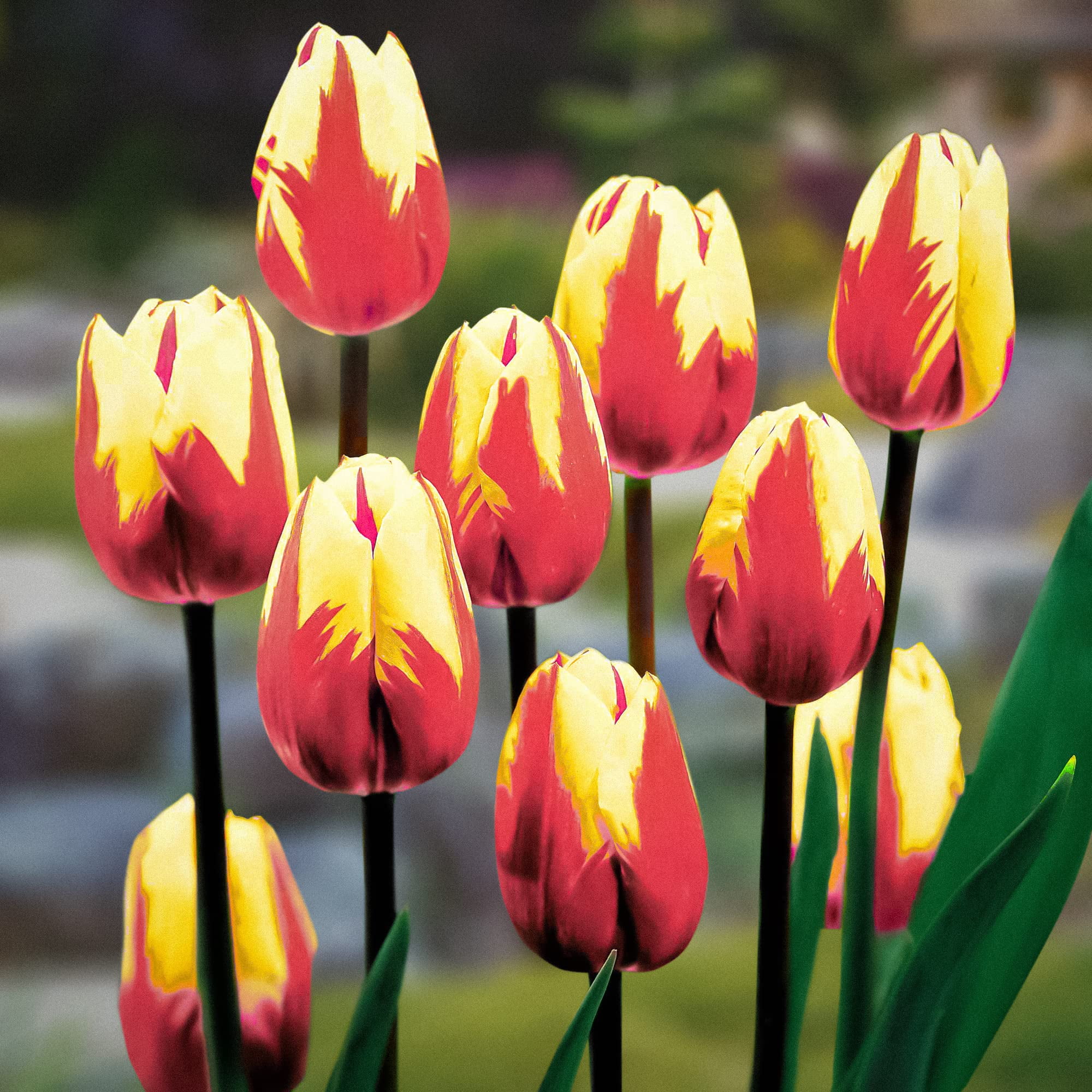 10 Rembrandt Tulip Bulbs for Planting (Red and Yellow) - Easy to Grow ...