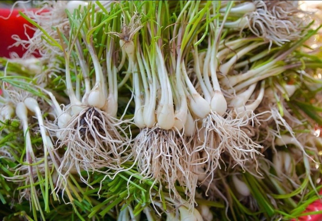10 Roots Allium Rakkyo – Củ Kiệu - Scallion – Oriental Onion – Onion ...