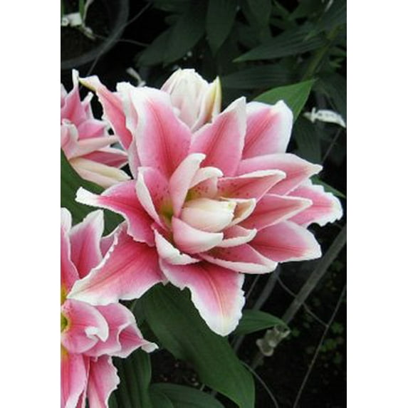 10 Roselily Felicia Bulbs - Walmart.com