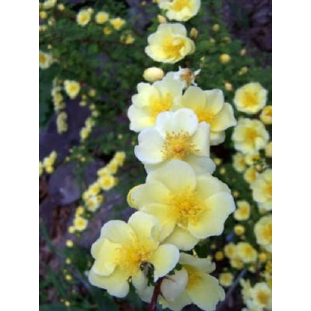 10 * SEEDS Golden Yellow FATHER HUGO ROSE Rosa Hugonis Flower Bush ...