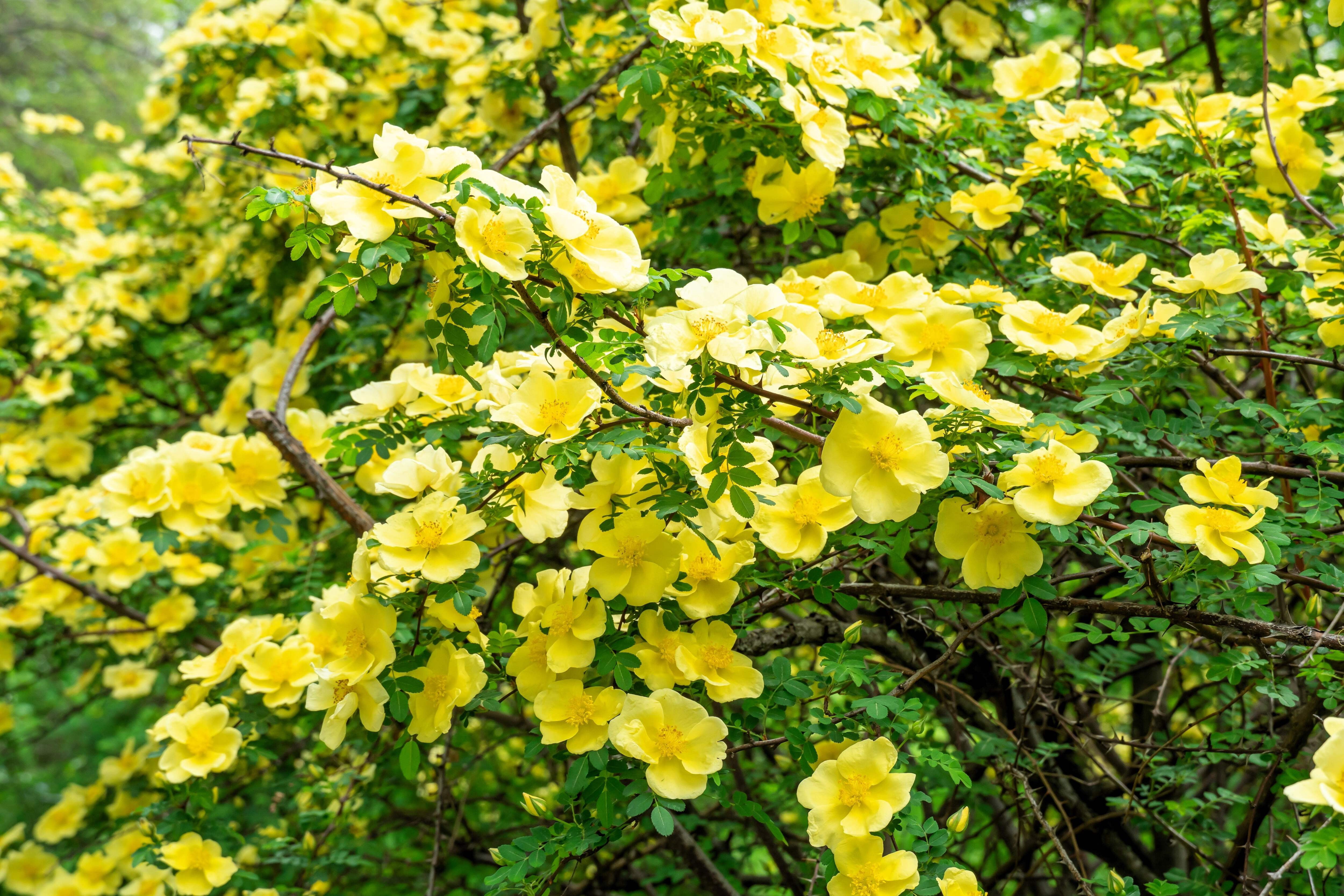 10 * SEEDS Golden Yellow FATHER HUGO ROSE Rosa Hugonis Flower Bush ...