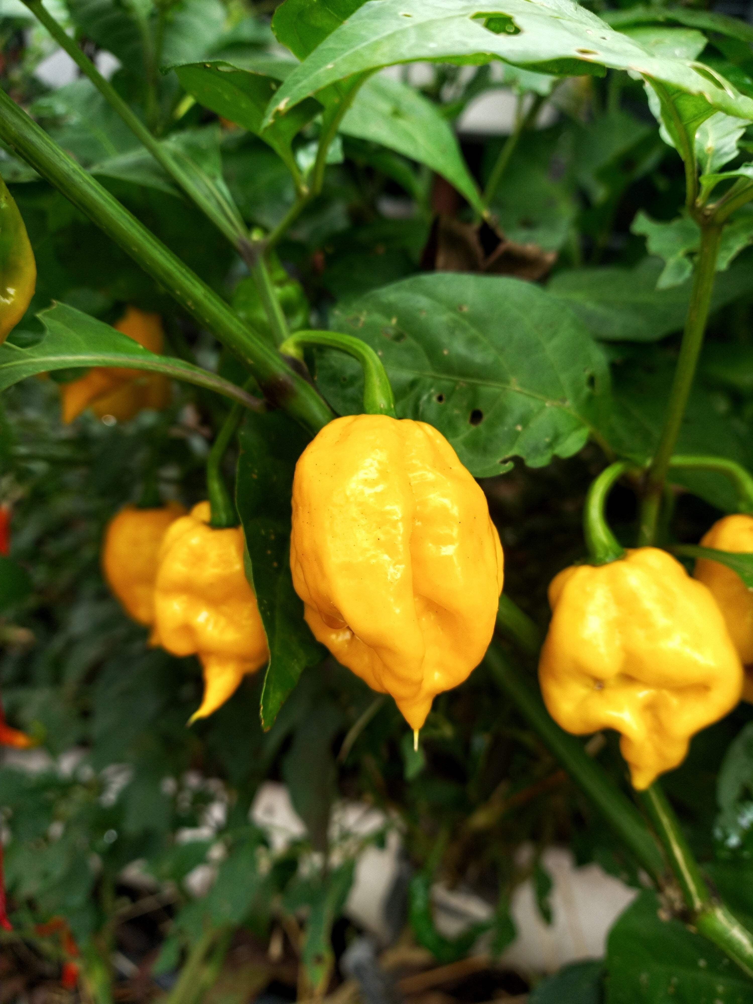 Seedville USA, 10 Yellow Carolina Reaper Pepper Seeds, World's Hottest ...