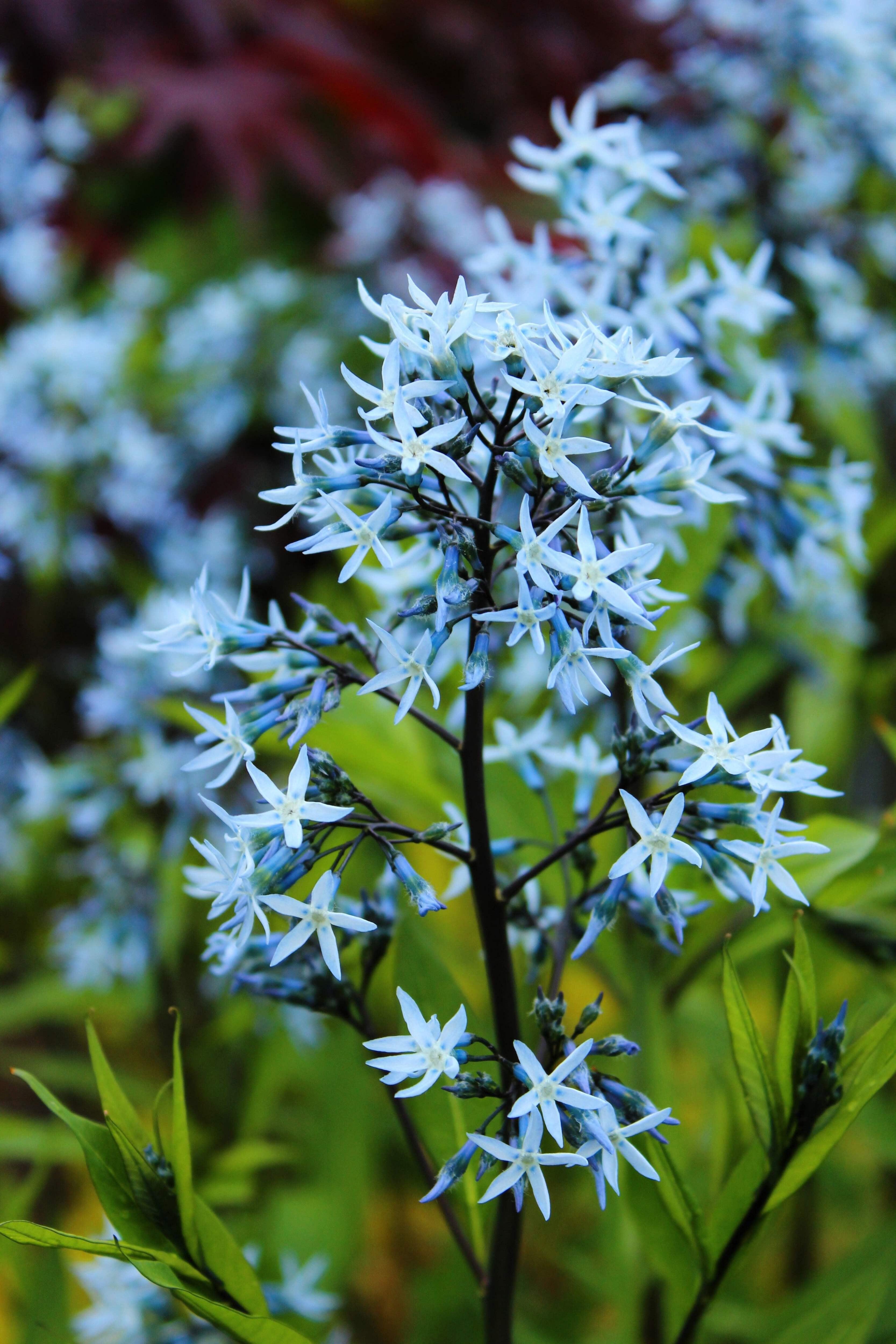 10 SHINING BLUESTAR Ozark or Showy Blue Star Amsonia Illustris Flower ...