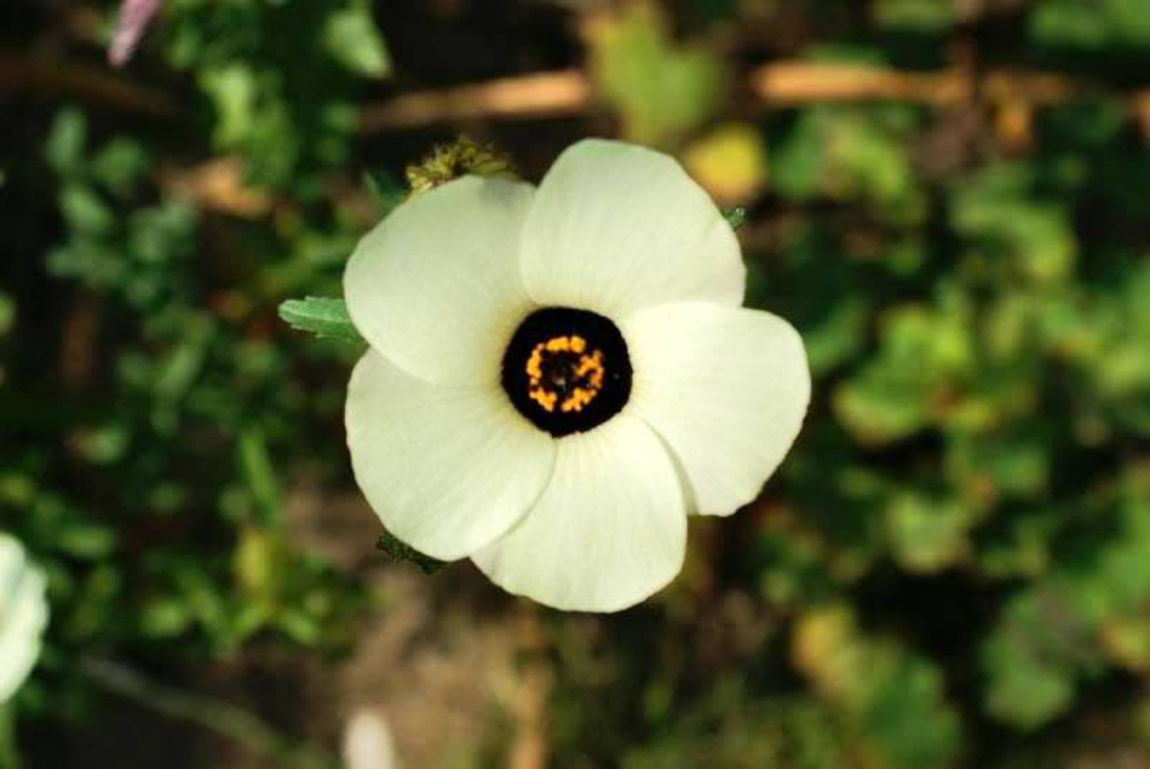 10 SIMPLY LOVE HIBISCUS (Flower of the Hour / Baldder Hibiscus ...