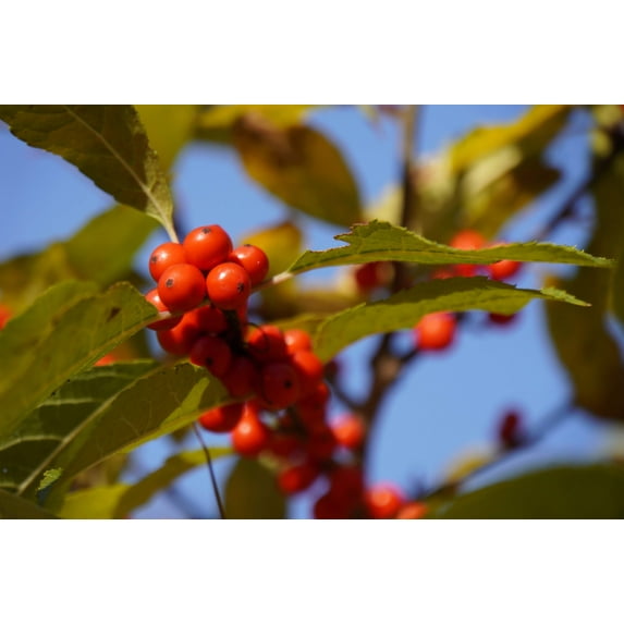 10 SPICEBUSH Wild Allspice Lindera Benzoin Northern Spice Bush Red ...