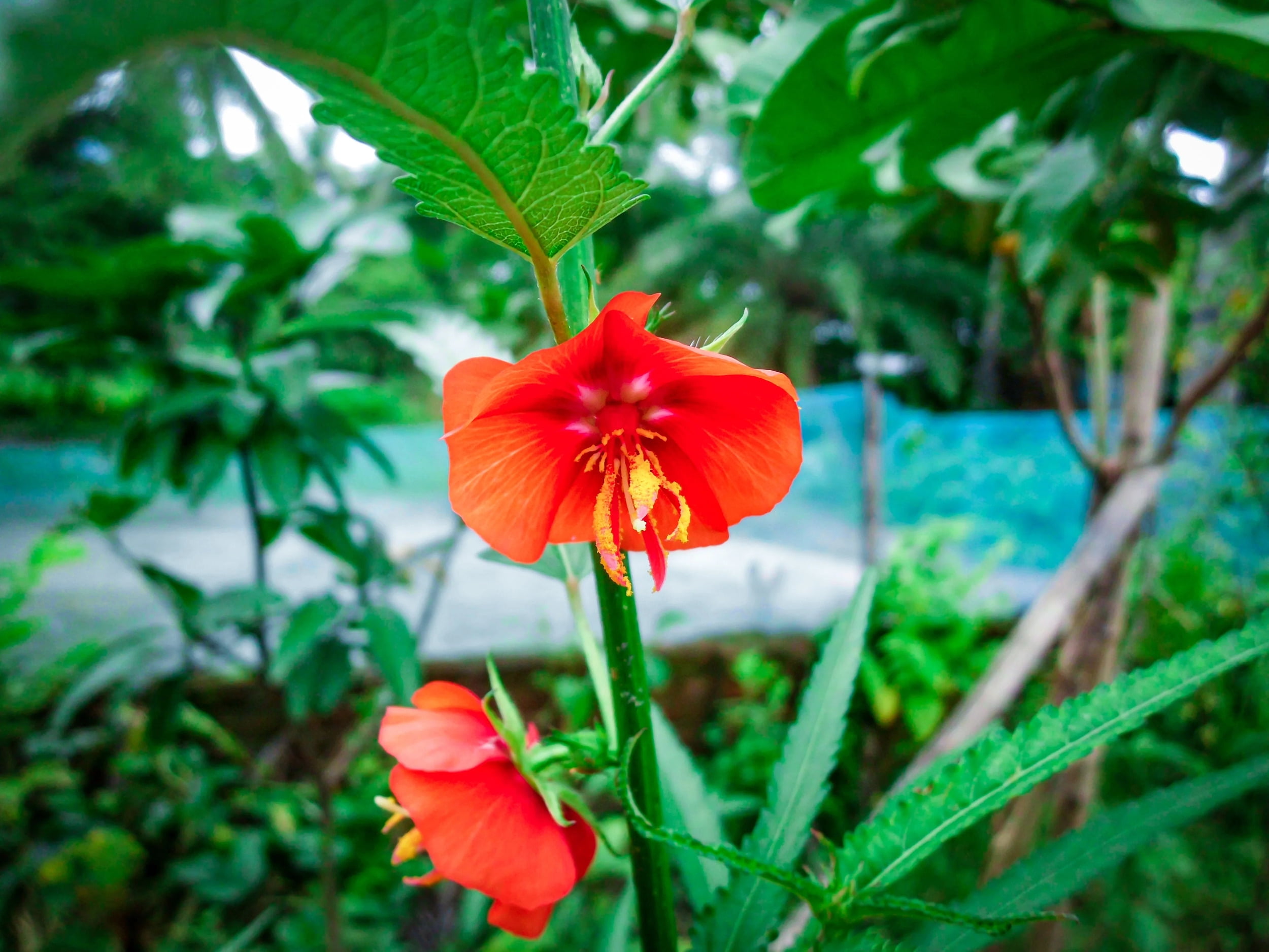 10 SUNSET BOULEVARD PRIMROSE Orange Evening Blvd Oenothera Versicol ...