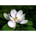 10 SWEETBAY MAGNOLIA Virginiana TREE Shrub Native Sweet Bay, White Bay ...