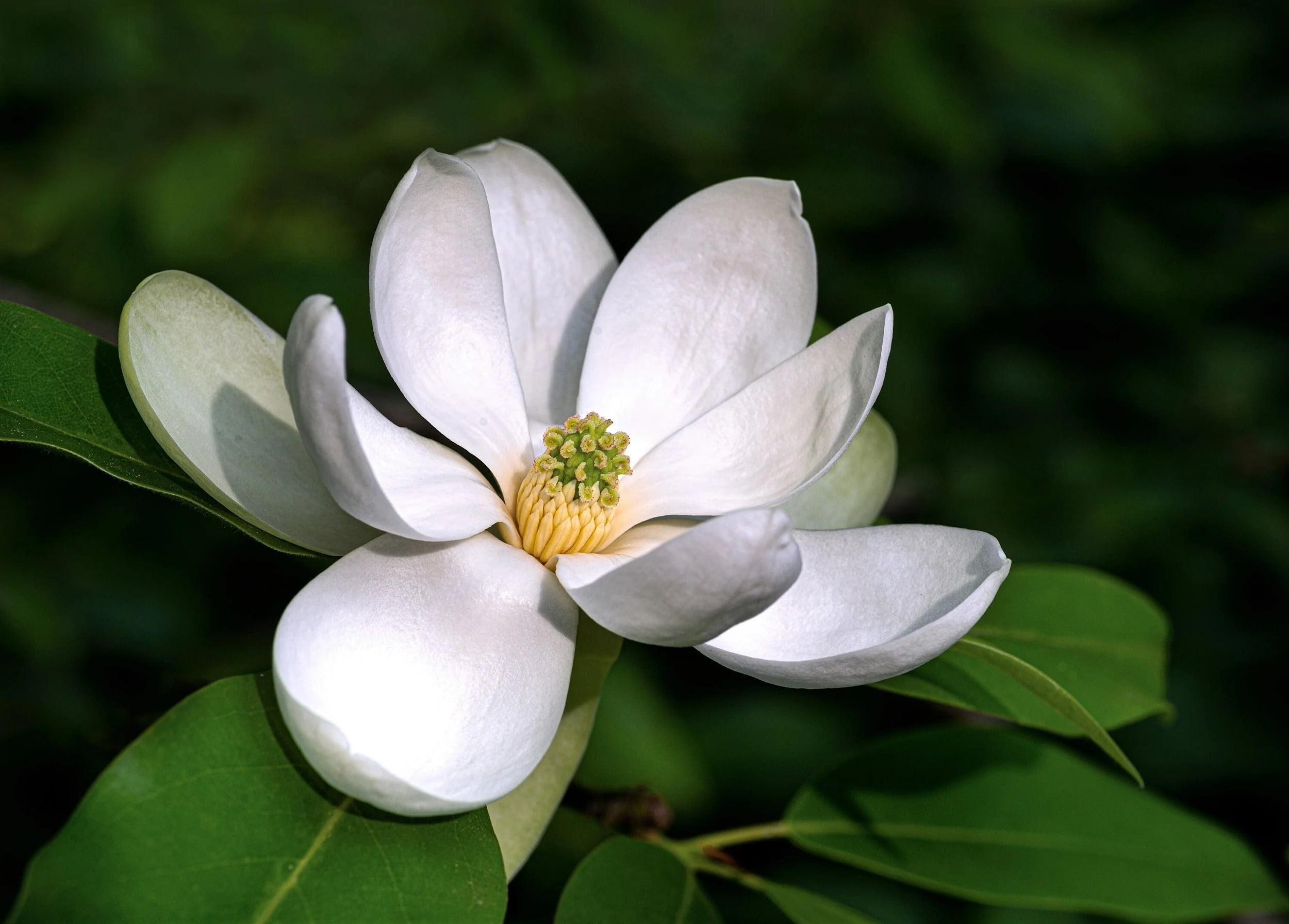 10 SWEETBAY MAGNOLIA Virginiana TREE Shrub Native Sweet Bay, White Bay ...
