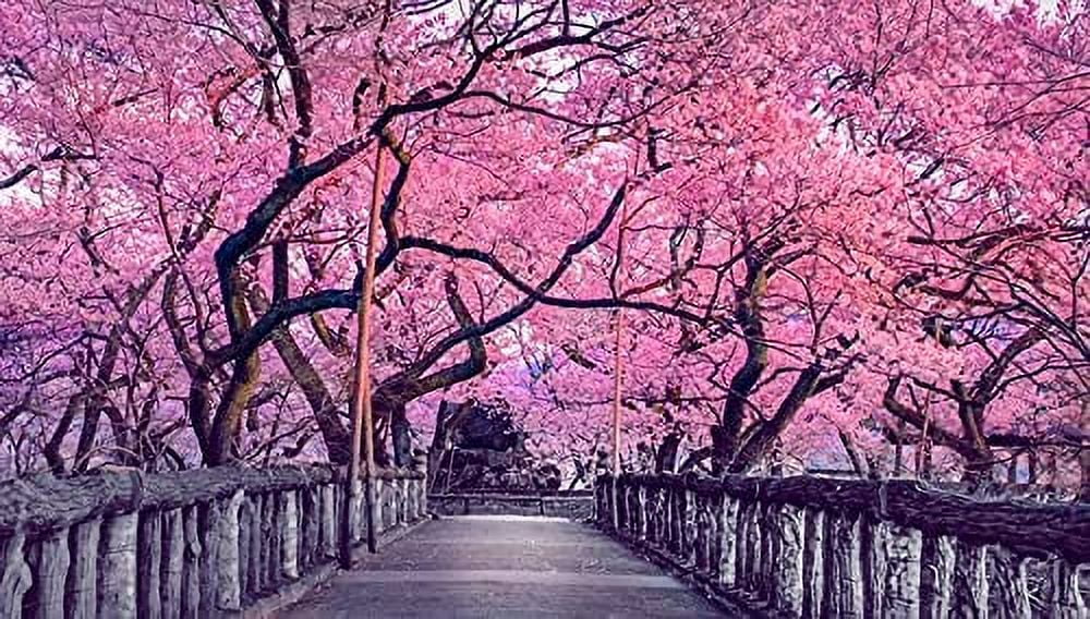 10 Sakura Tree Seeds - Grow Outdoors or Bonsai - Walmart.com