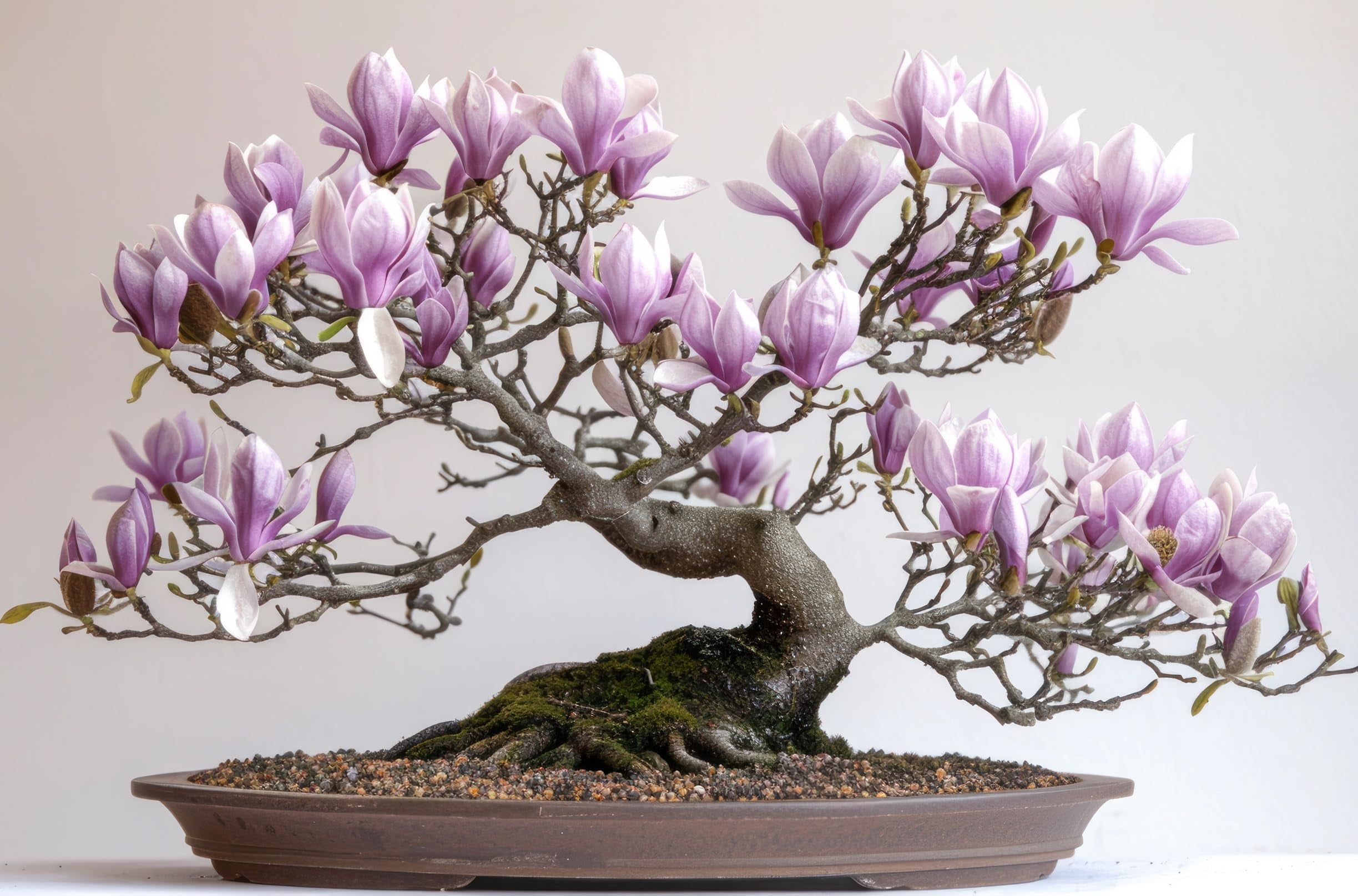 10 Saucer Magnolia Bonsai Tree Seeds for Planting - Walmart.com