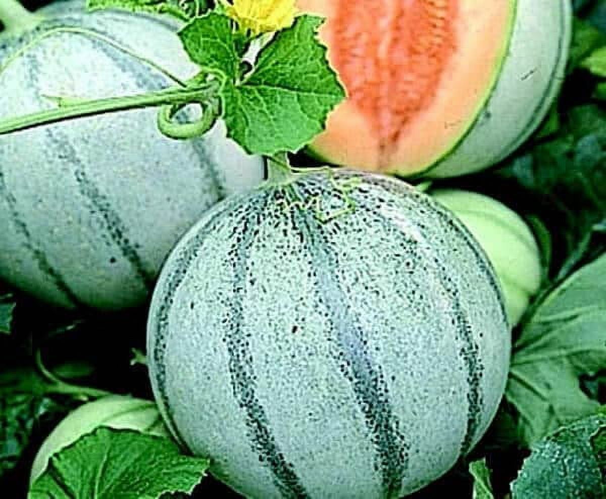 10 Savor Melon Seeds | Cool Blue Sweet Melons - Walmart.com