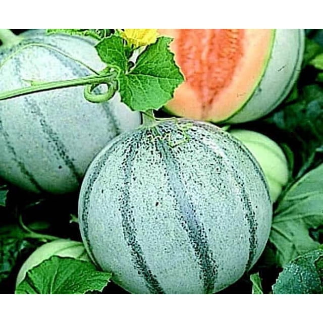10 Savor Melon Seeds | Cool Blue Sweet Melons - Walmart.com