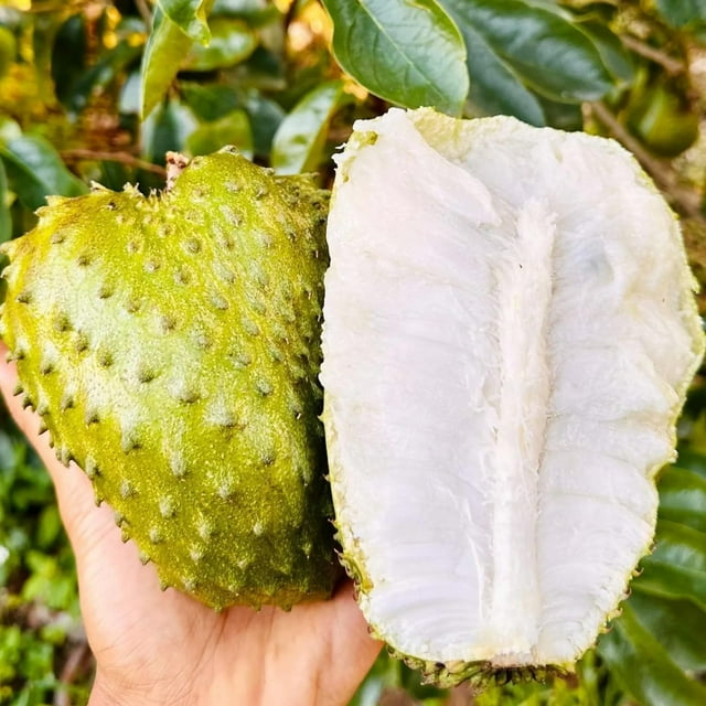 10+Seed Soursop Fruit Tree Seed for ITL1 Planting Outdoor- Non-GMO ...