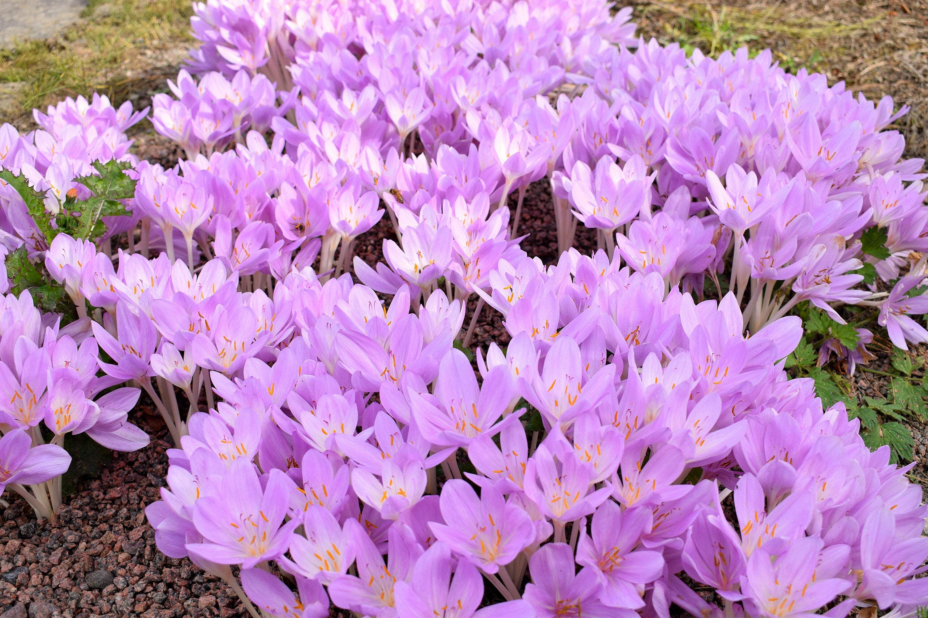 10 *Seeds AUTUMN CROCUS Colchicum Autumnale Meadow Saffron Flower Seeds ...