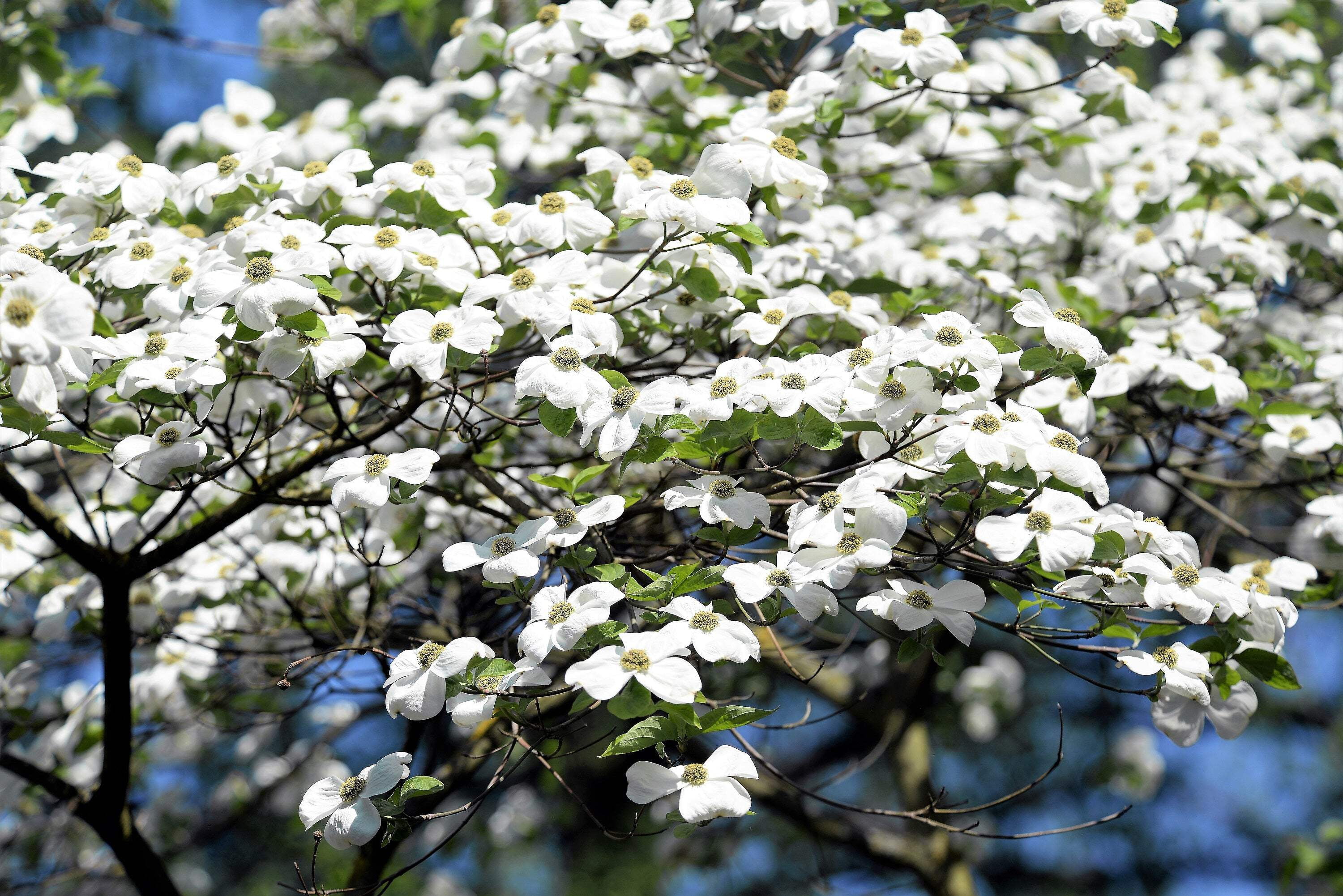 10 Seeds American WHITE FLOWERING DOGWOOD Small Tree Cornus Florida ...