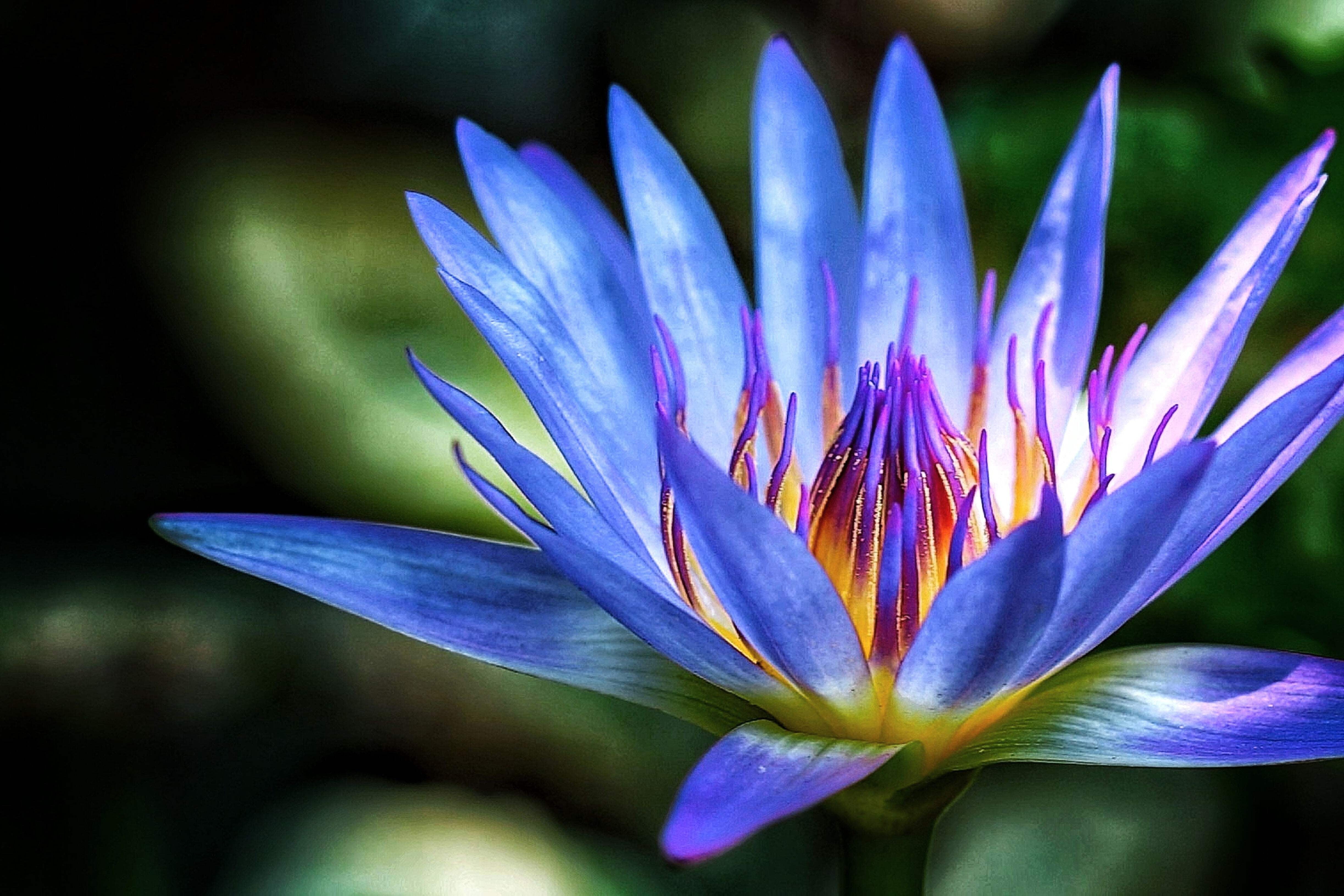 10 Seeds BLUE WATER LILY Planting - Lily Pad / Asian Water Lotus ...