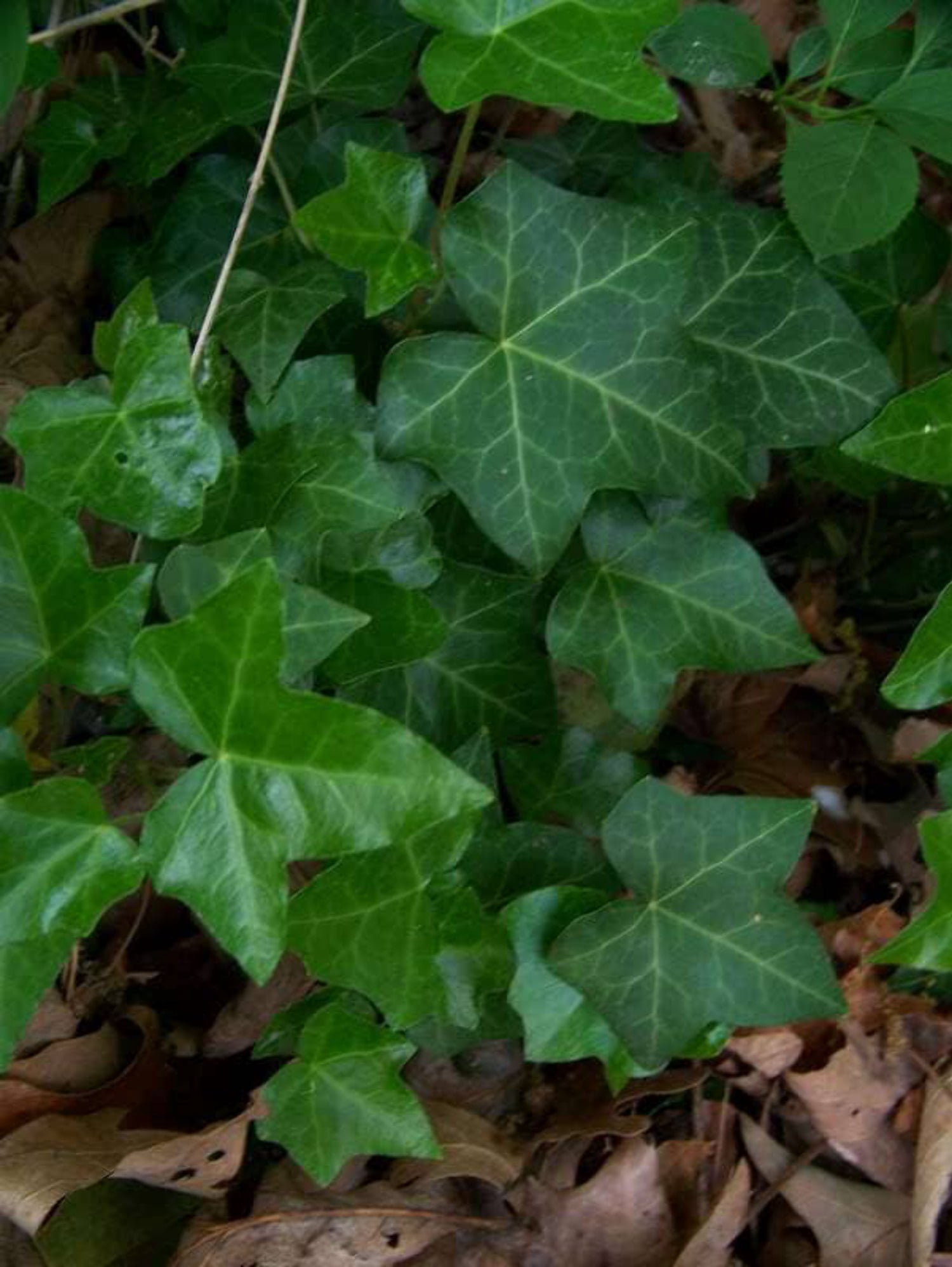10 Boston Ivy Seeds, Bostonian/Wall Ivy, Parthenocissus Tricuspidata ...
