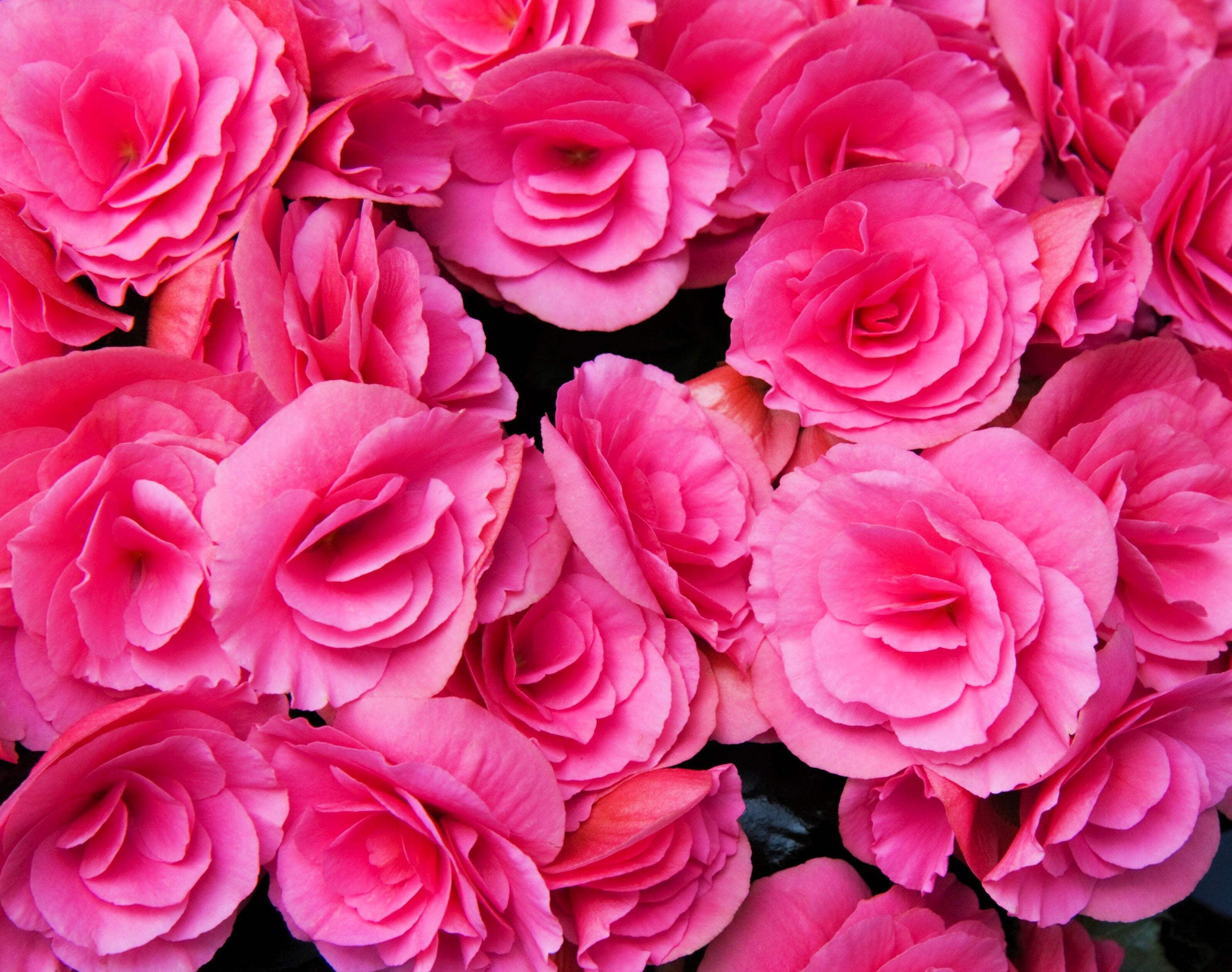 10 Seeds BRIGHT PINK DOUBLE BEGONIA Tuberosa Tuberous Begonia Shade ...