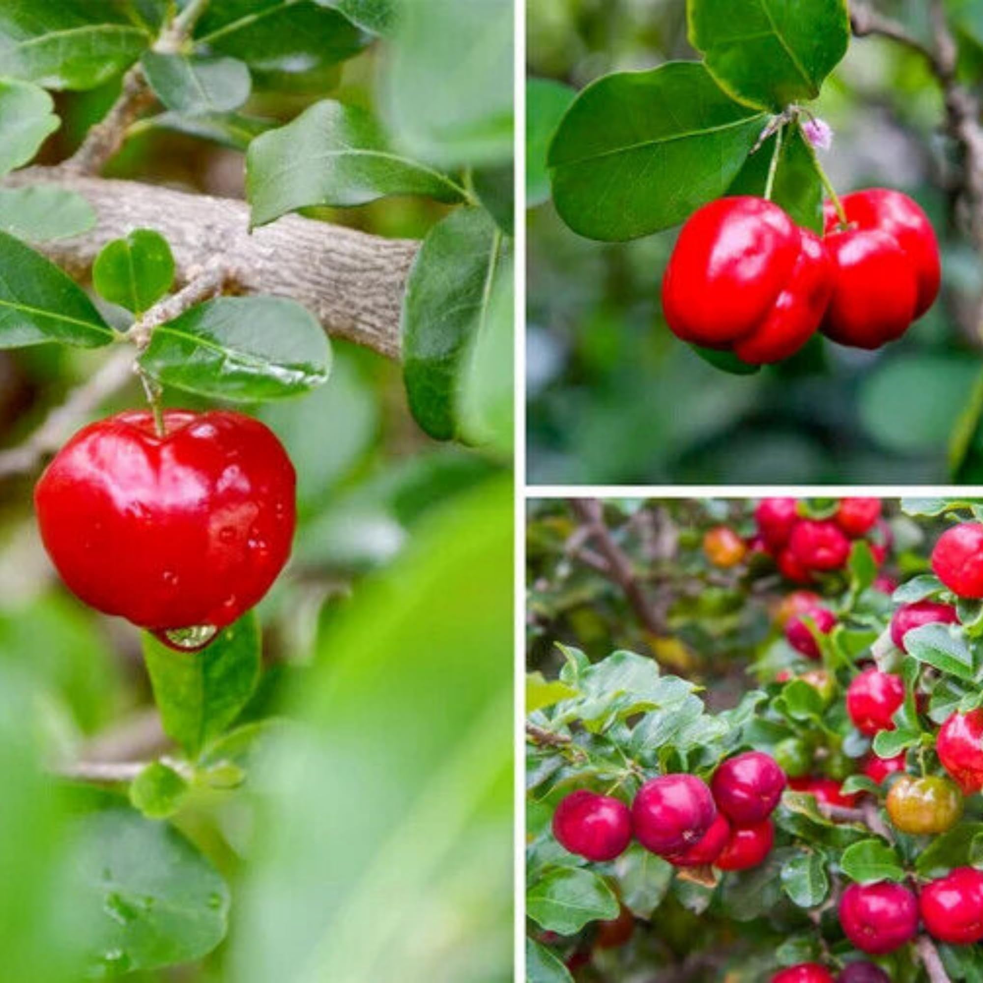 10 Seeds Barbados Cherry Seeds Acerola, BSL1 Malpighia Emarginata ...