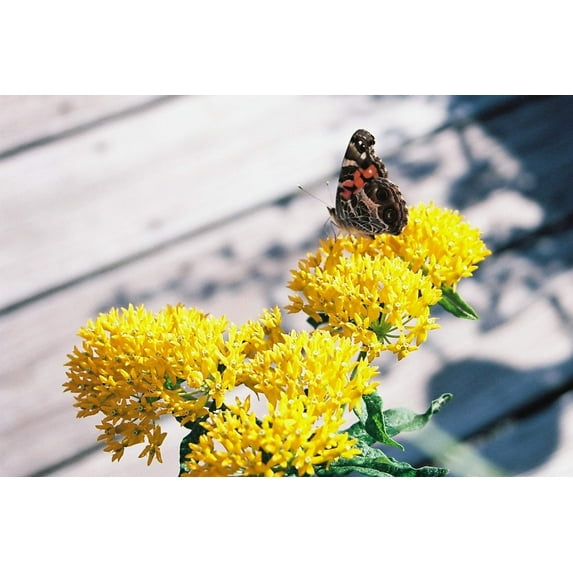 10 *Seeds Bright YELLOW MILKWEED Butterfly Weed Asclepias Tuberosa ...