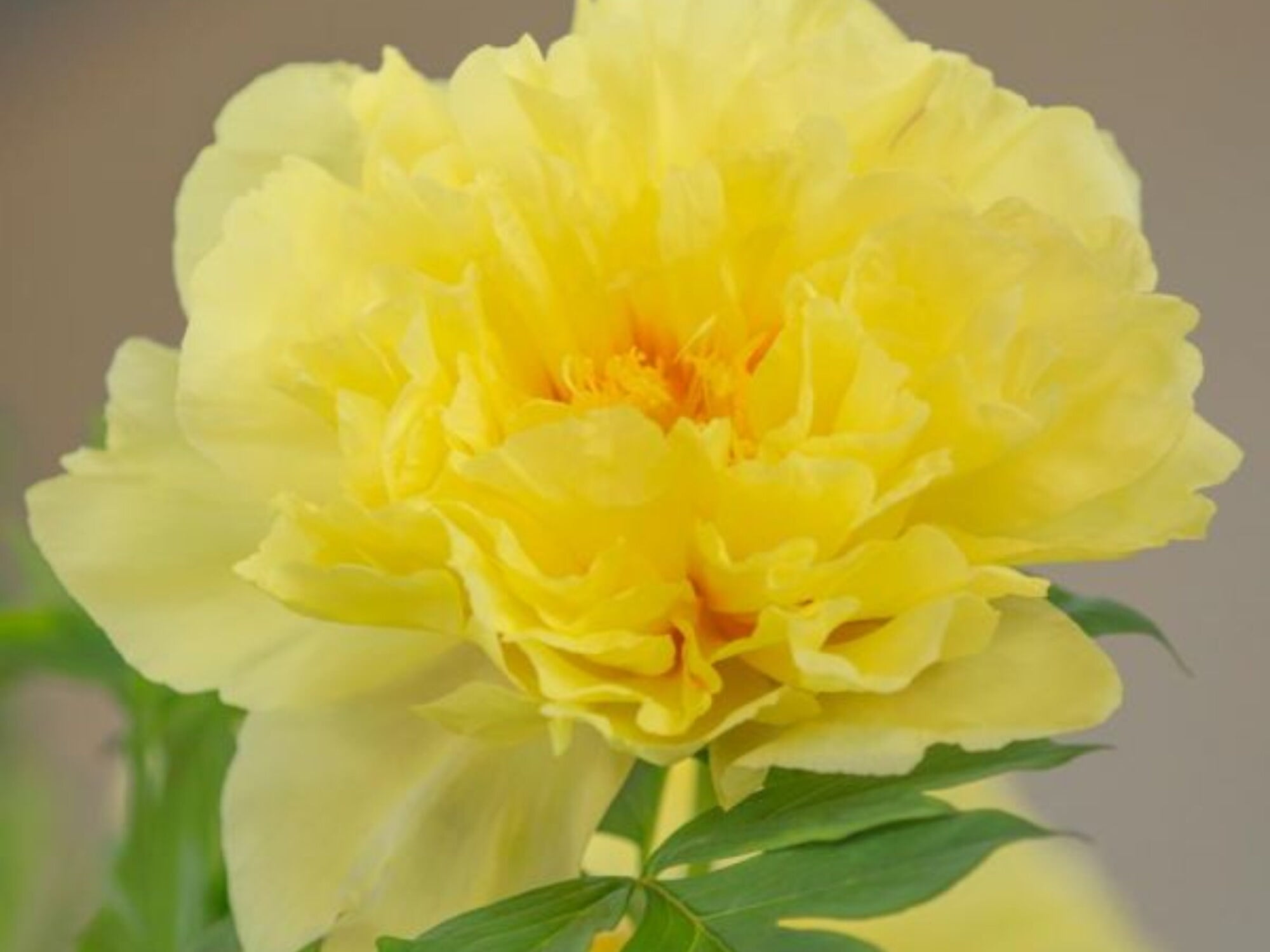 Walmart 10+ Authentic Bright Yellow Peony Seeds, Perennial Flowers, GMO Free, B5G1#B003 ...