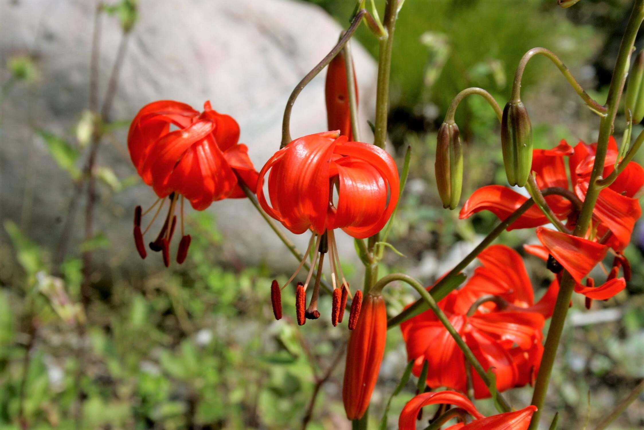 10 Seeds CORAL LILY Siberian Turk's Cap Lilium Pumilum Coral Red ...