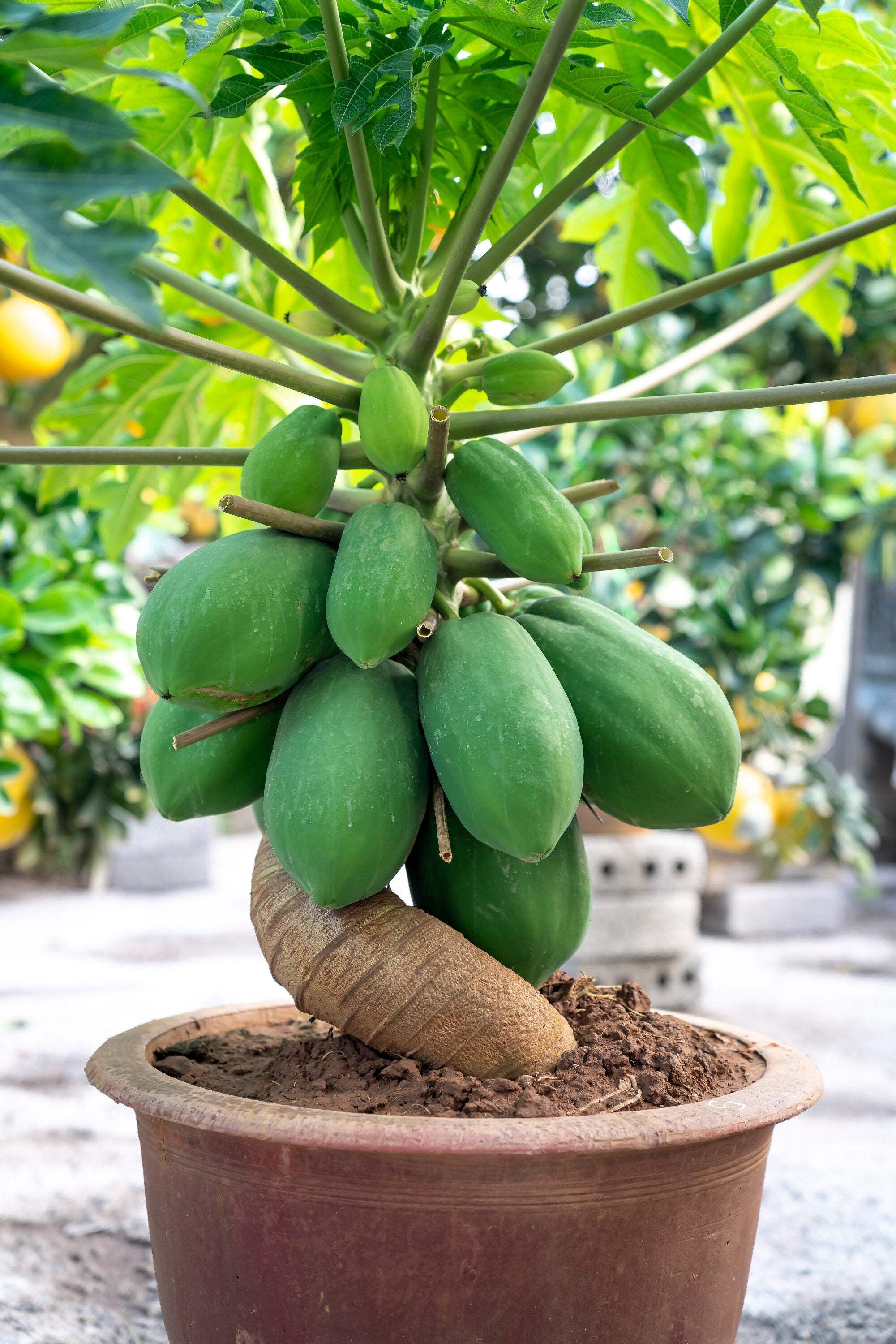 Seedville USA Dwarf Waimanalo Papaya Houseplant, Tropical Fruit Tree ...