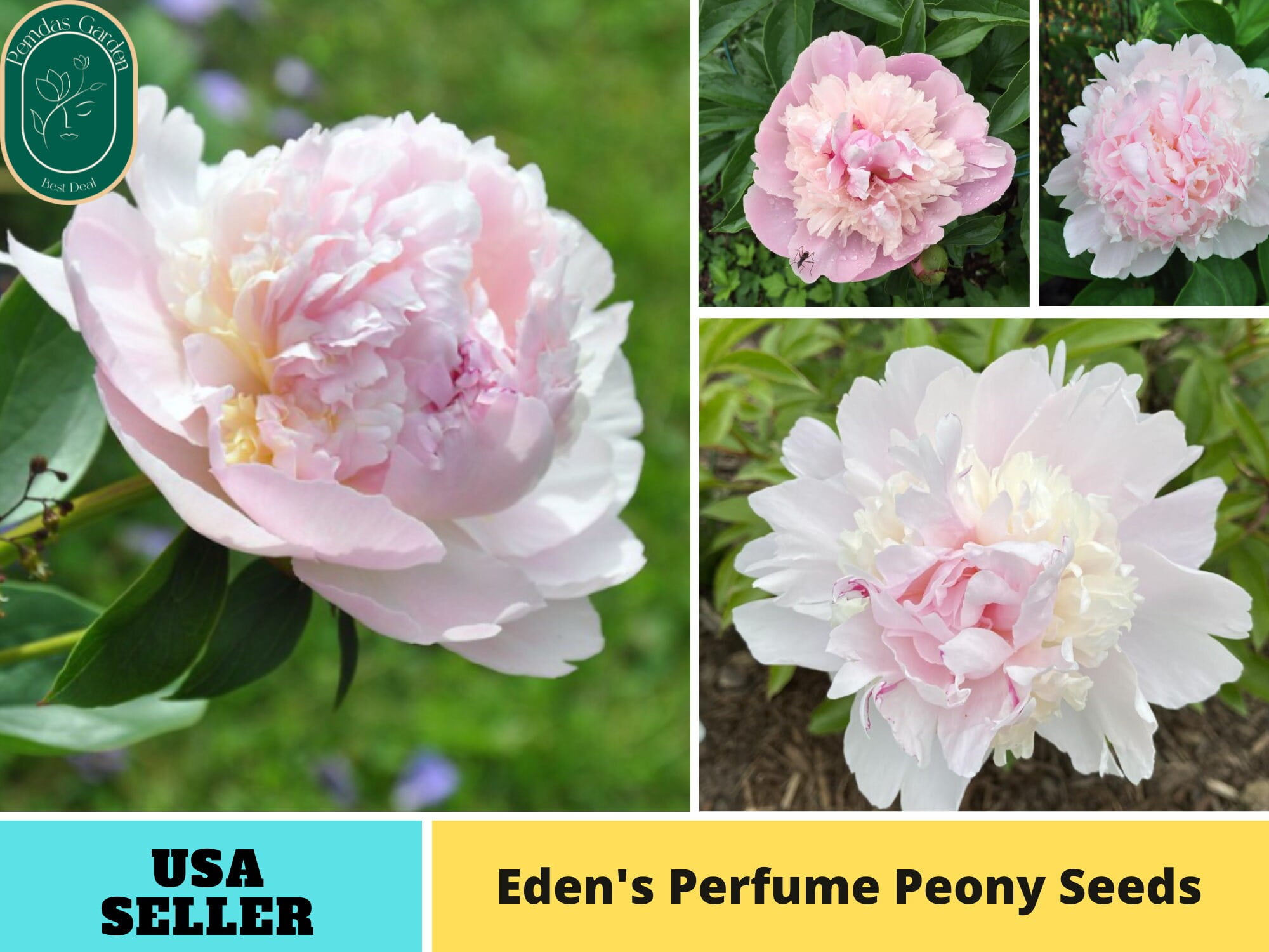10+Seeds| |Eden's Perfume Peony Perennial Seeds - Authentic Seeds ...