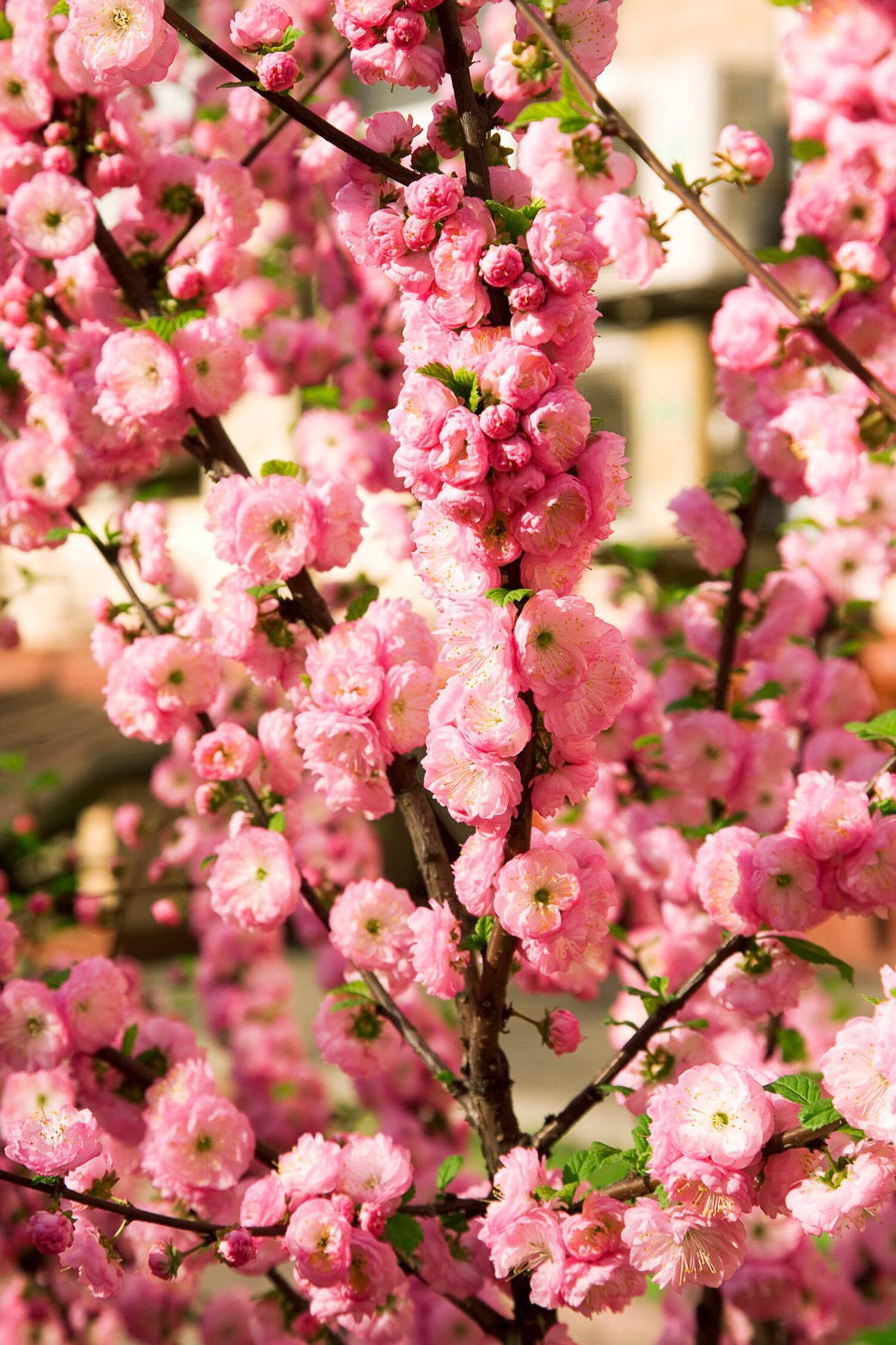 10 Seeds FLOWERING ALMOND Prunus Triloba aka Flowering Plum & Rose Tree ...
