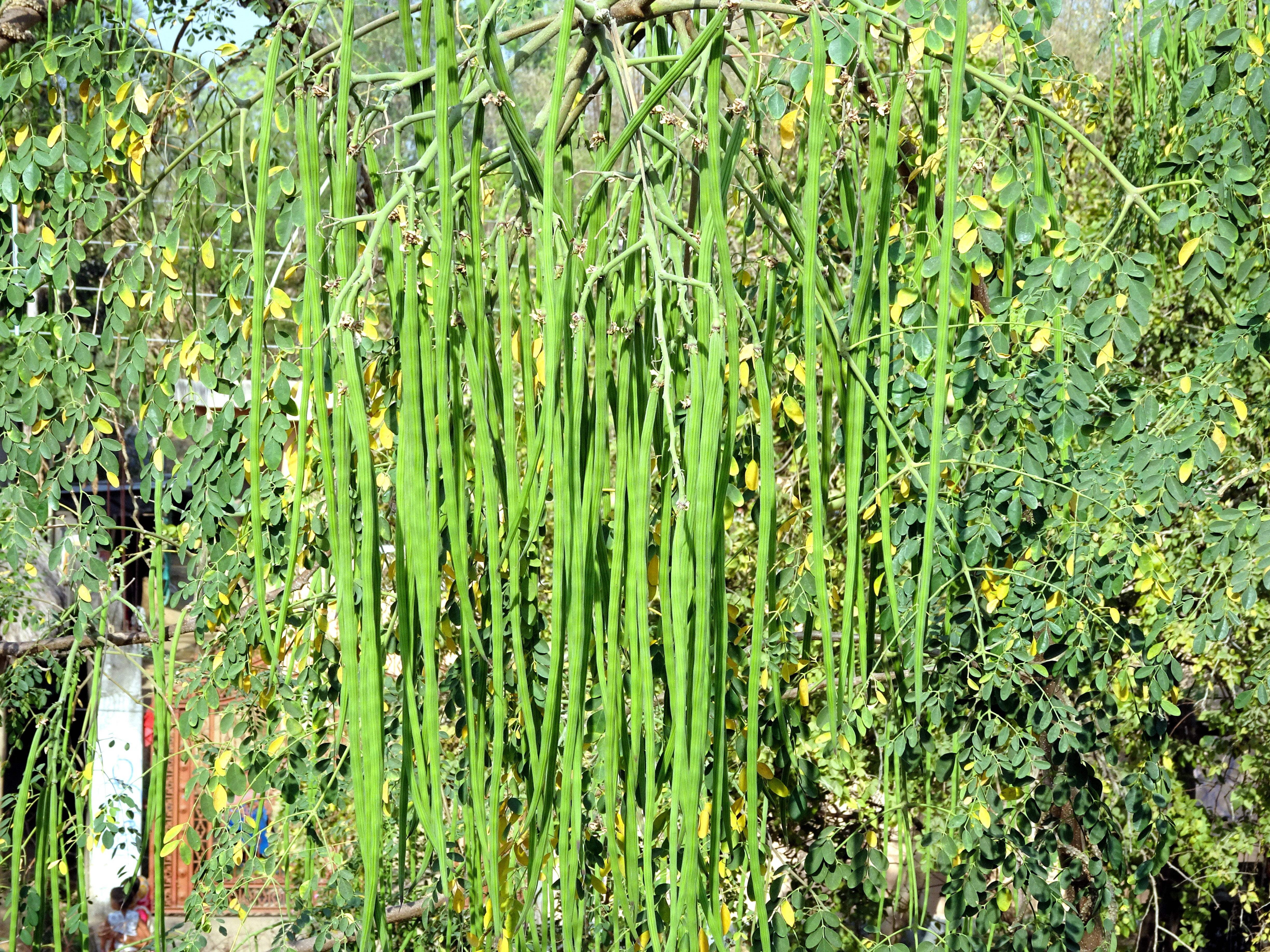 10 *Seeds Flowering DRUMSTICK TREE Moringa Oleifera Miracle Tree Seeds ...