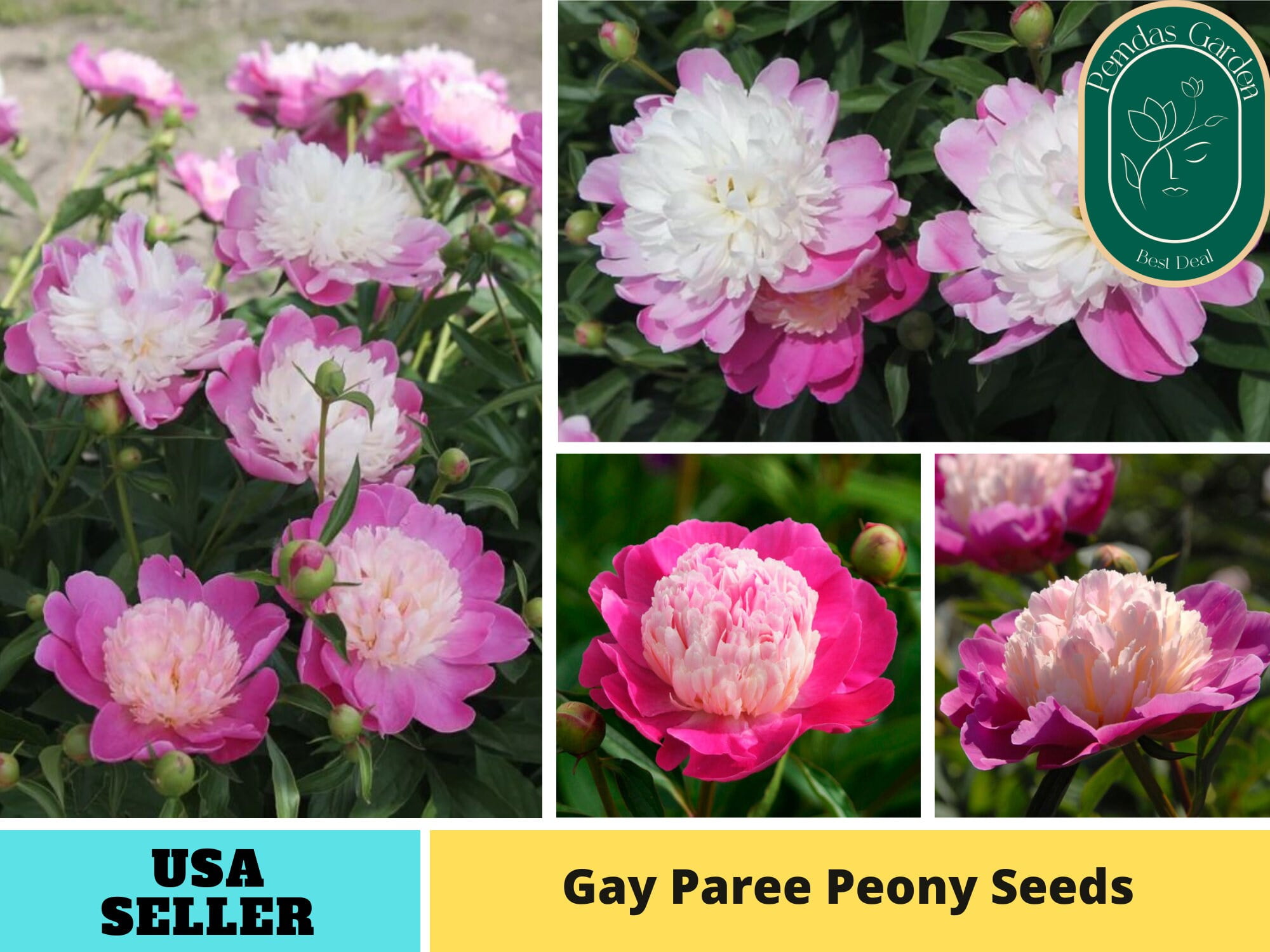 10+Seeds| Gay Paree Peony Perennial Seeds - Authentic Seeds - Perennial ...