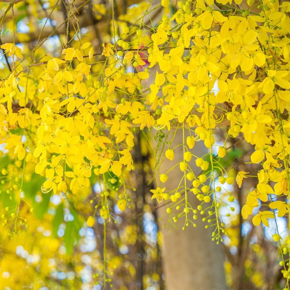 10 Seeds Golden Shower Tree Seeds Purging Cassia Fistula Indian