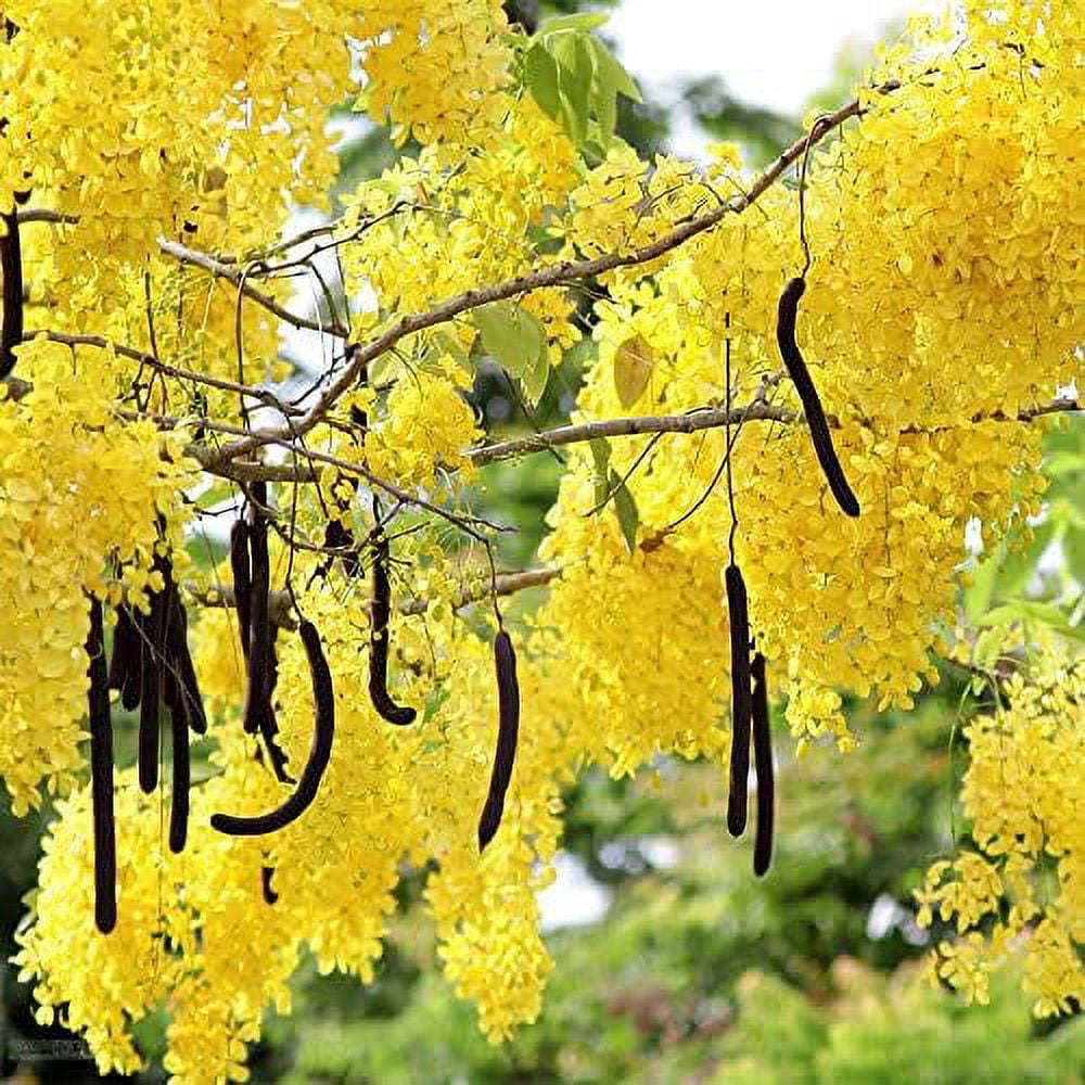 Amako Abii Inc. 10 Golden Shower Tree Seeds, Yellow - Walmart.com