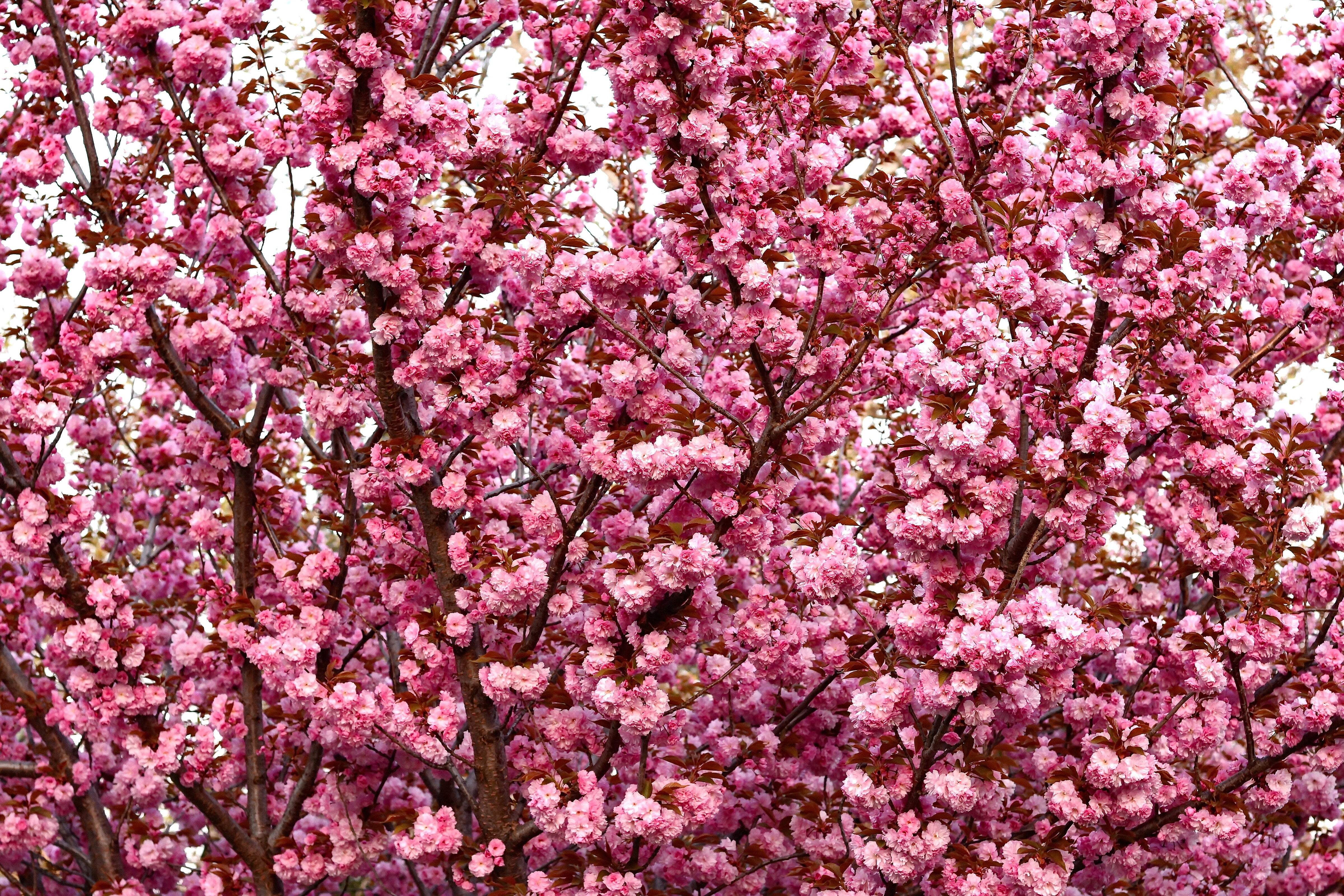 10 Seeds JAPANESE FLOWERING CHERRY Tree Oriental Prunus Serrulata ...