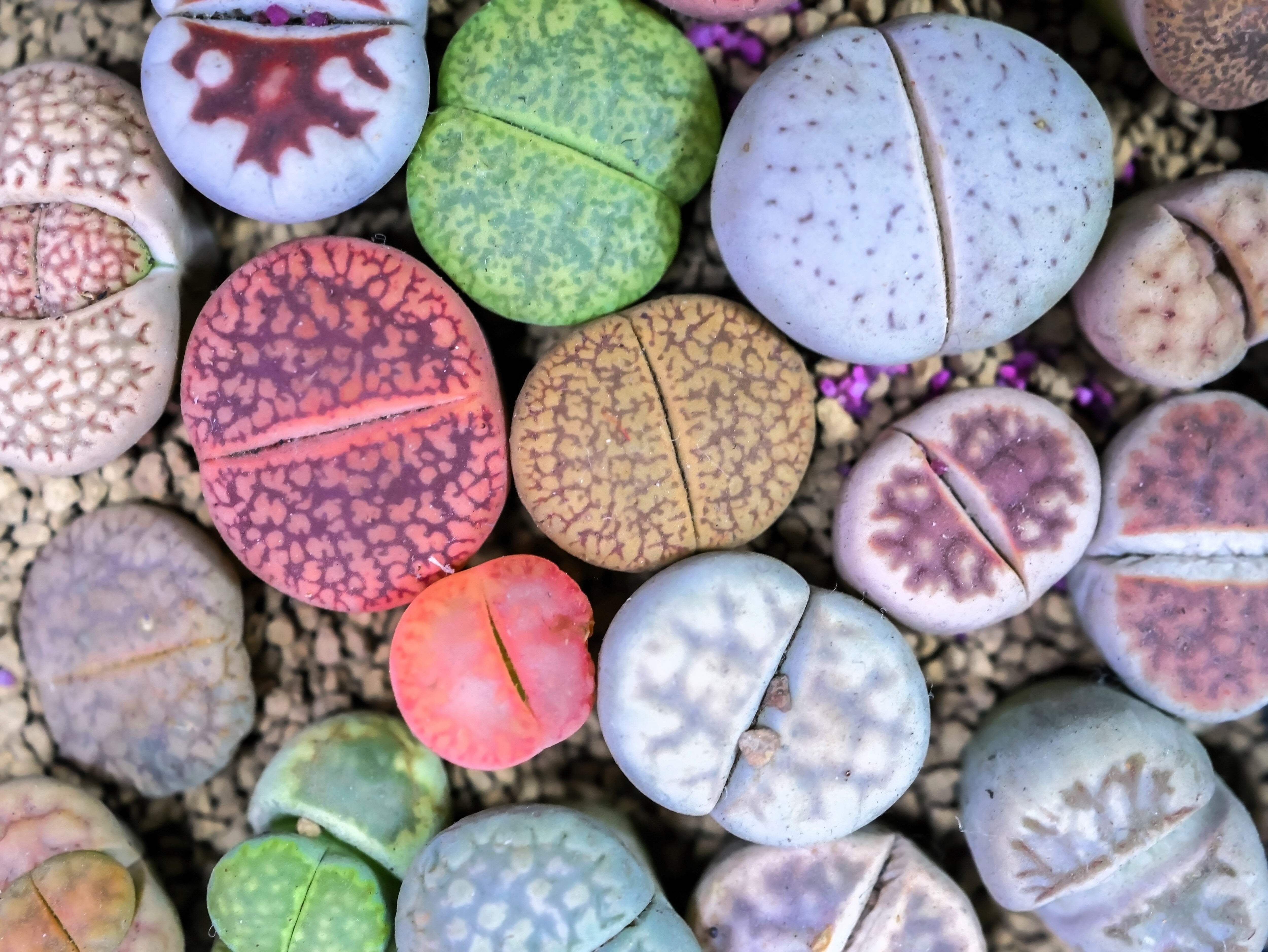 10 * Seeds LIVING STONE / LITHOPS Mixed Colors Pebble Houseplant Flower ...