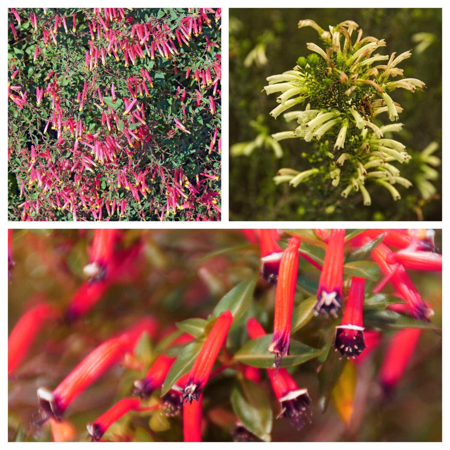 10 * Seeds MIXED CIGAR PLANT Cuphea Ignea Red Pink White Firecracker ...
