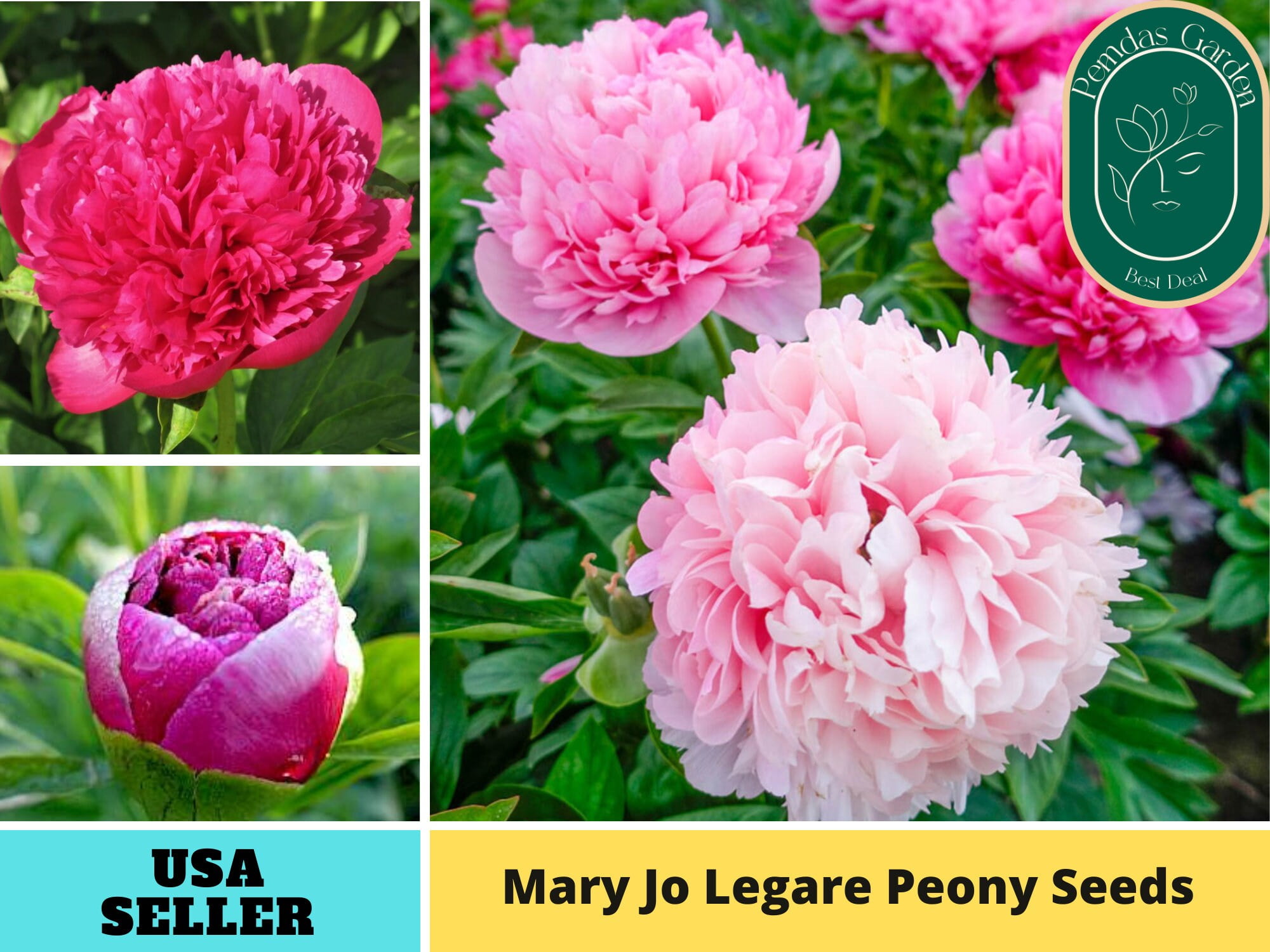 10+Seeds| Mary Jo Legare Peony Perennial Seeds - Authentic Seeds ...