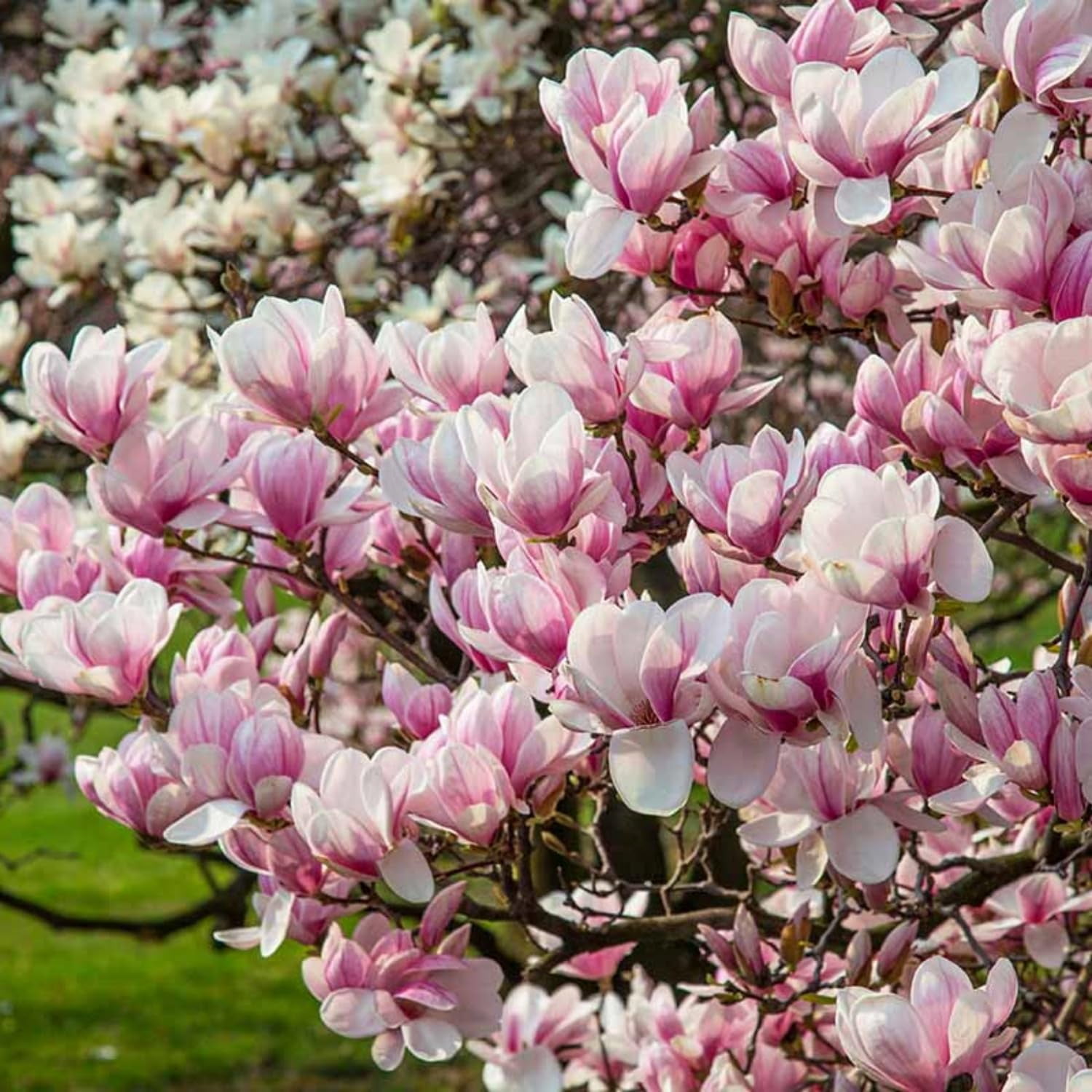 10 Seeds Mixed Magnolia Flower Seeds SMRFragrant Tree Perennial ...
