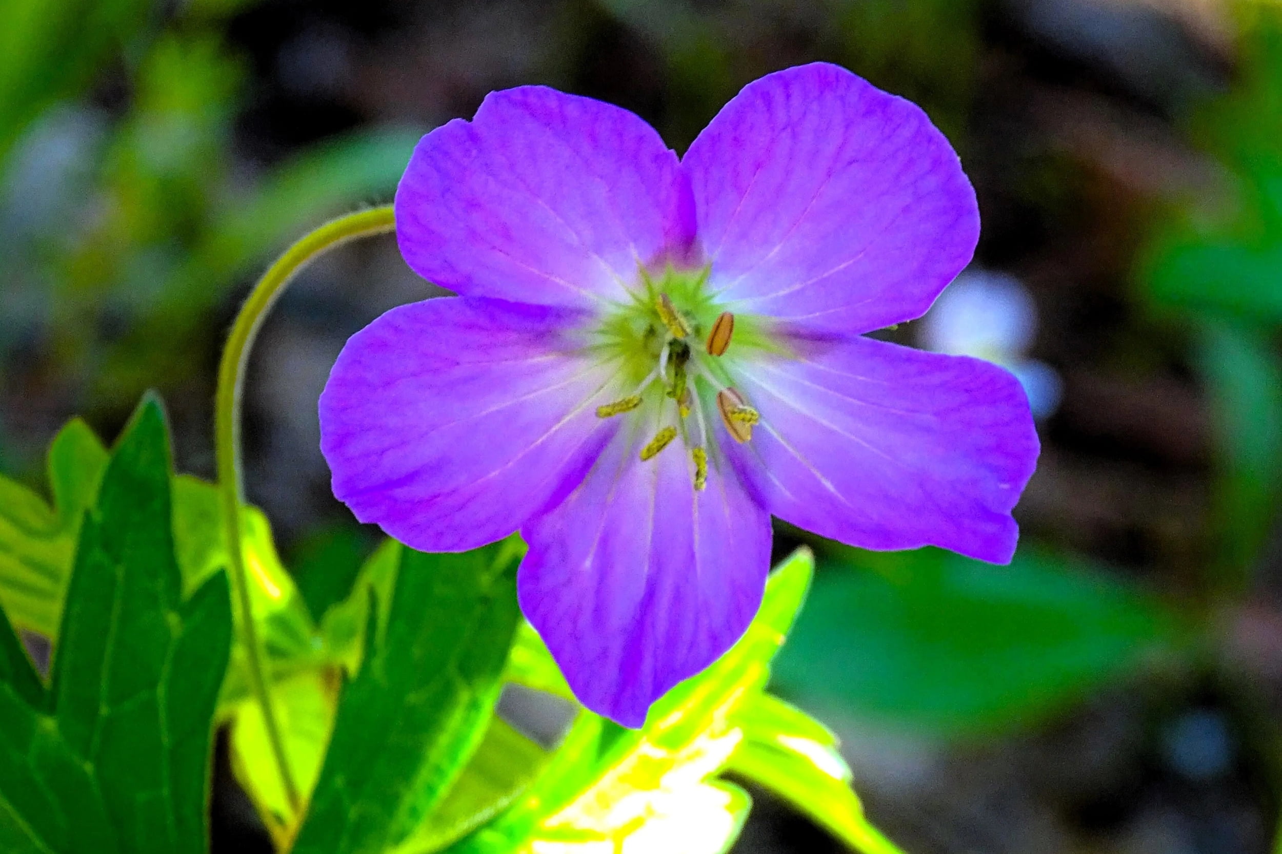 Seedville 10 Oregon Geranium Plant Seeds, Purple Native Flower Herb ...
