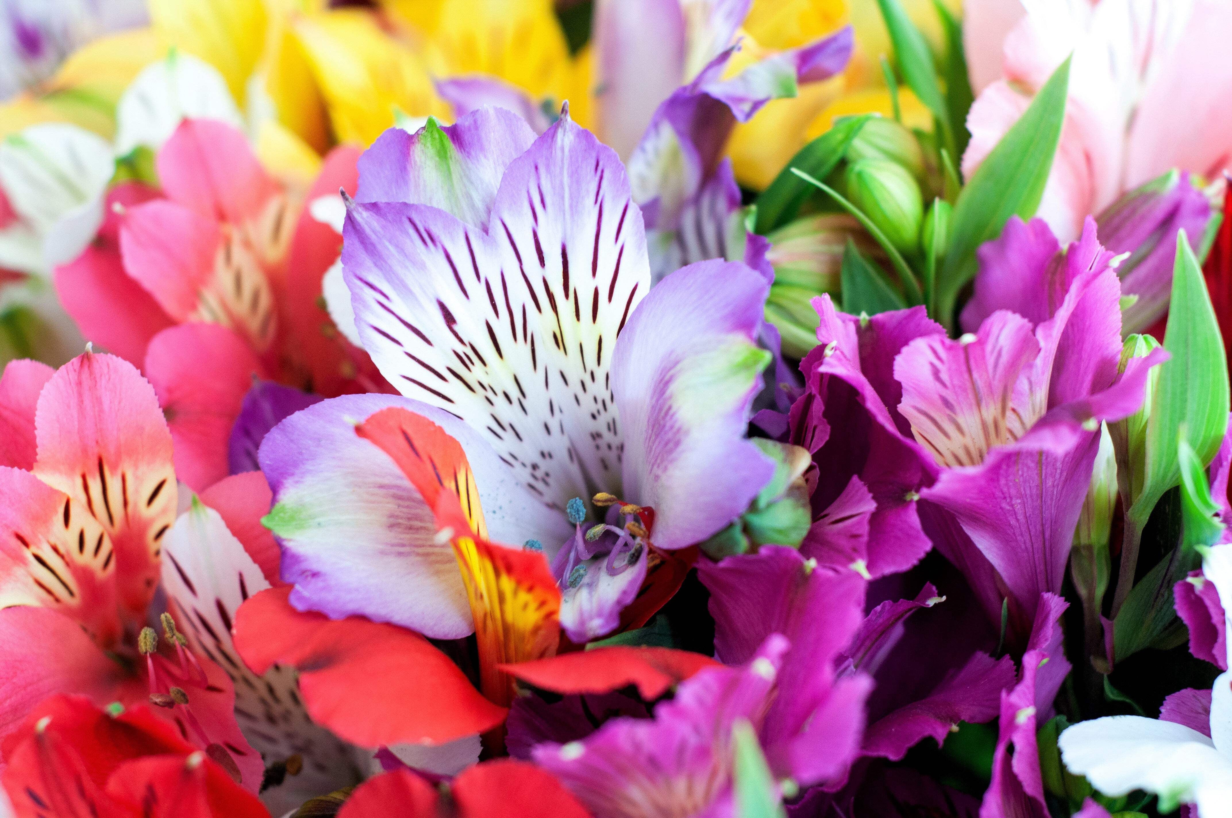 Seedville USA 10 Peruvian Lily Mix, Alstroemeria Ligtu Myers Hybrids ...