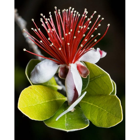 10 * Seeds PINEAPPLE GUAVA Fruit Acca Guavasteen Brazilian or Fig Guava ...