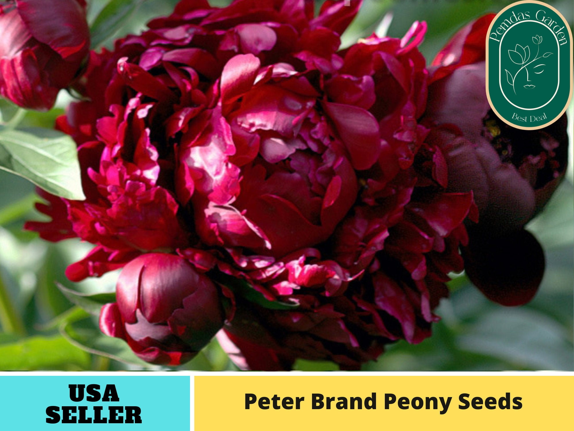 10+Seeds| Peter Brand Peony Perennial Seeds - Authentic Seeds ...