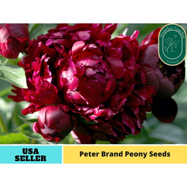 10+Seeds| Peter Brand Peony Perennial Seeds - Authentic Seeds ...