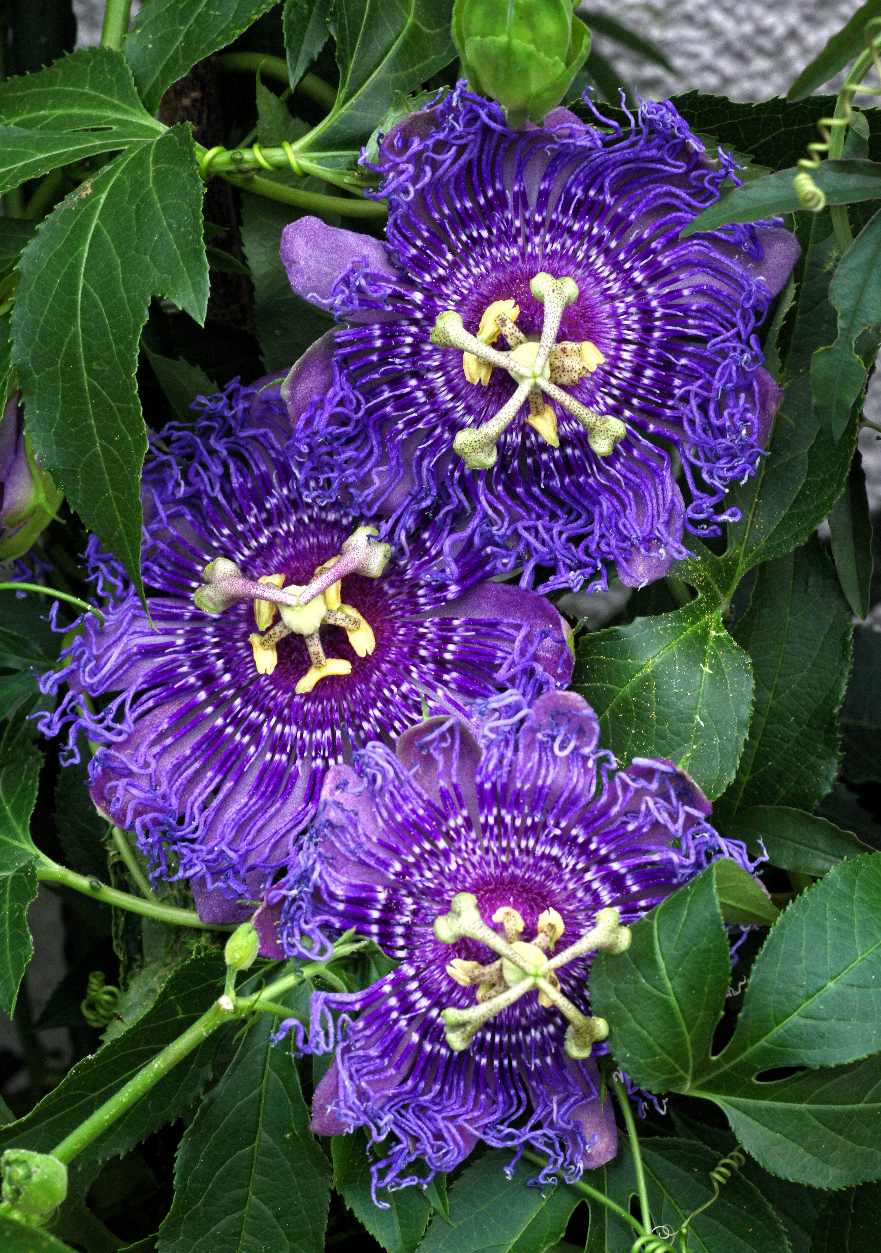 Seedville USA 10 Purple Passion Flower Seeds, Passiflora Incarnata, 20 ...