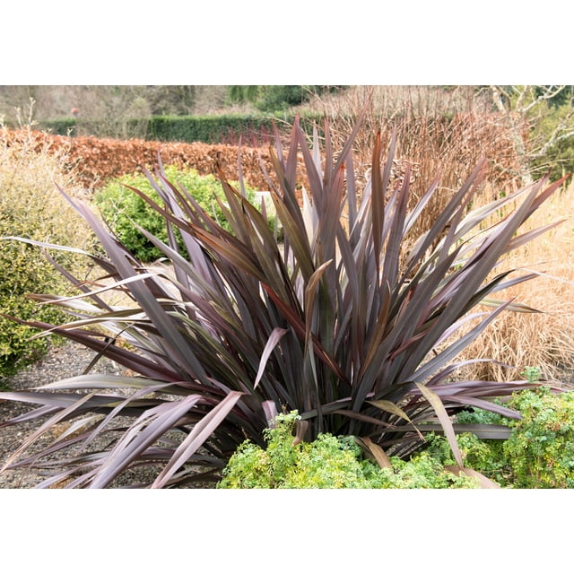 10 *Seeds Purple NEW ZEALAND FLAX Phormium Tenax Purpureum Ornamental ...