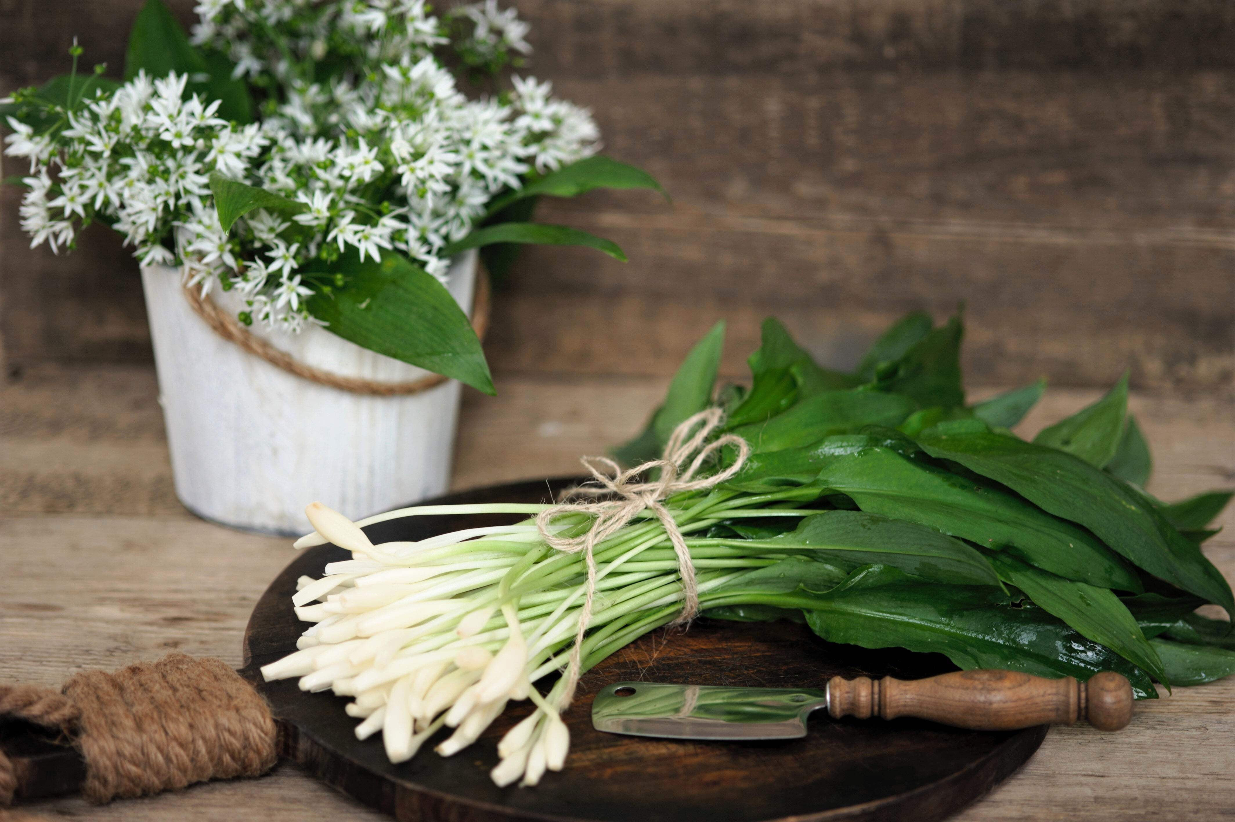 10 * Seeds RAMSONS / WILD Bear GARLIC Allium Ursinum Vegetable Herb ...