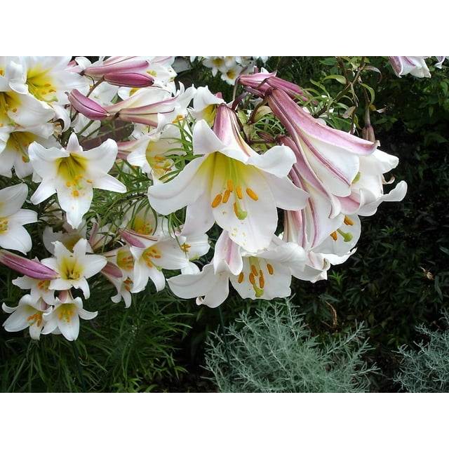 Seedville 10 Regal Trumpet Lily Lilium Regale Plant Seeds - Walmart.com