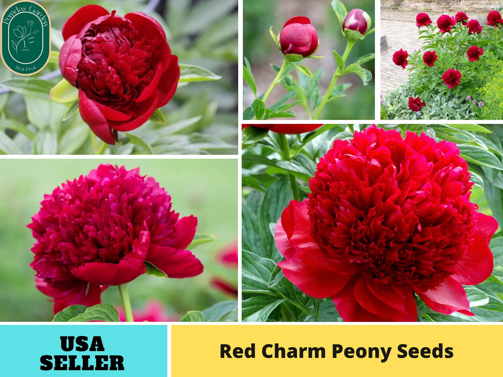 10+Seeds| Red Charm Peony Perennial Seeds - Authentic Seeds - Perennial ...