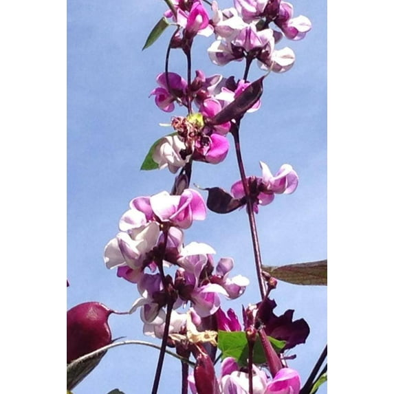 Seedville USA Ruby Moon Hyacinth Bean, Blue Purple White Flowers, 10 ...