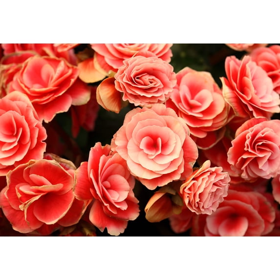 10 Seeds SALMON DOUBLE BEGONIA Tuberosa Tuberous Begonia Pink Shade ...